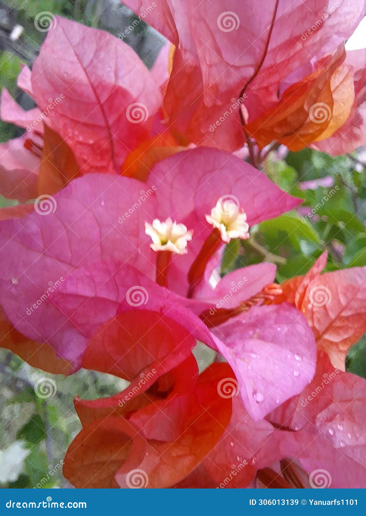 Cool pink flower closed up stock image. Image of cool - 306013139