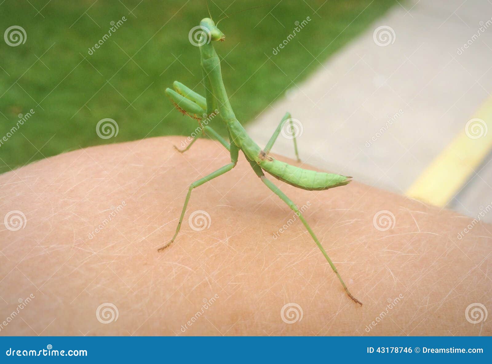 117 Cool Praying Mantis Pose Stock Photos - Free & Royalty-Free Stock ...