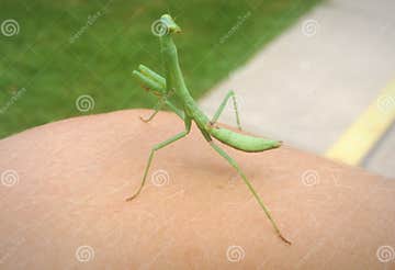 Cool praying mantis pose stock photo. Image of mantis - 43178746