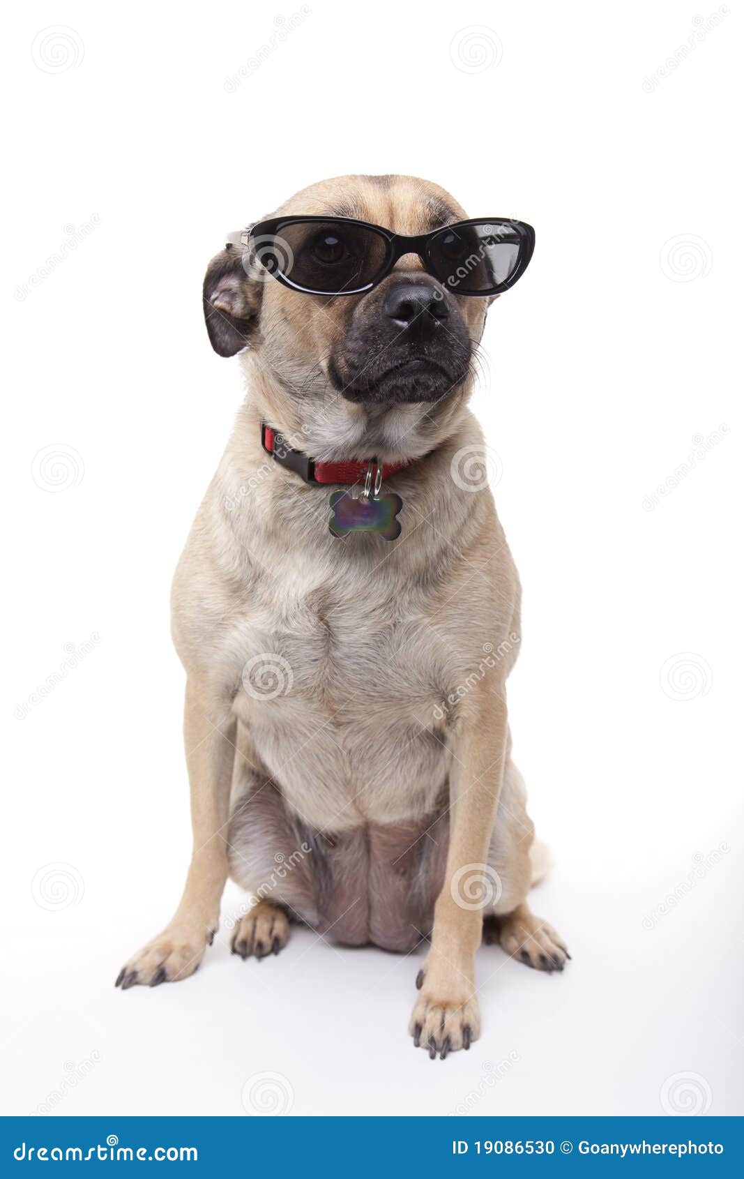Cool pup stock photo. Image of tags, unusual, breed, cool - 19086530