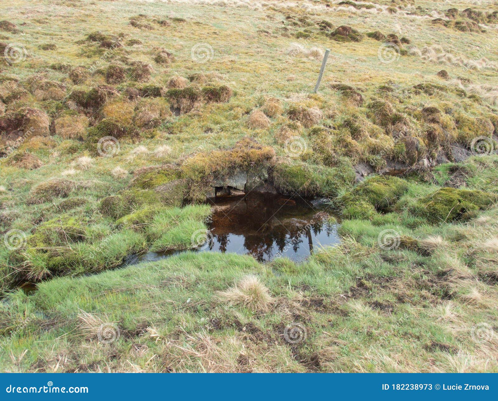 Pure Water Stream in the Forest Stock Image - Image of cataract, creek ...
