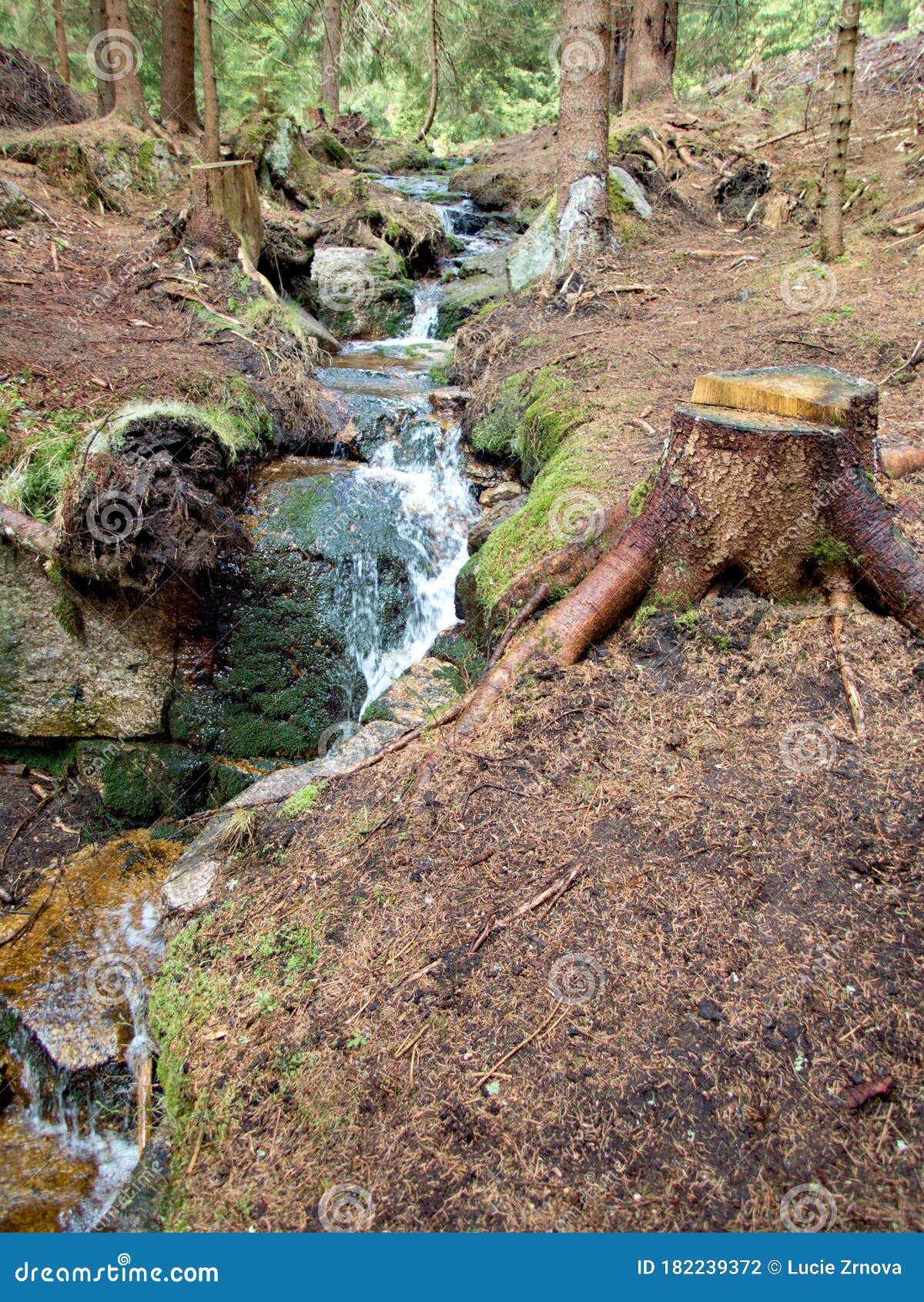 Pure Water Stream in the Forest Stock Photo - Image of pure, river ...