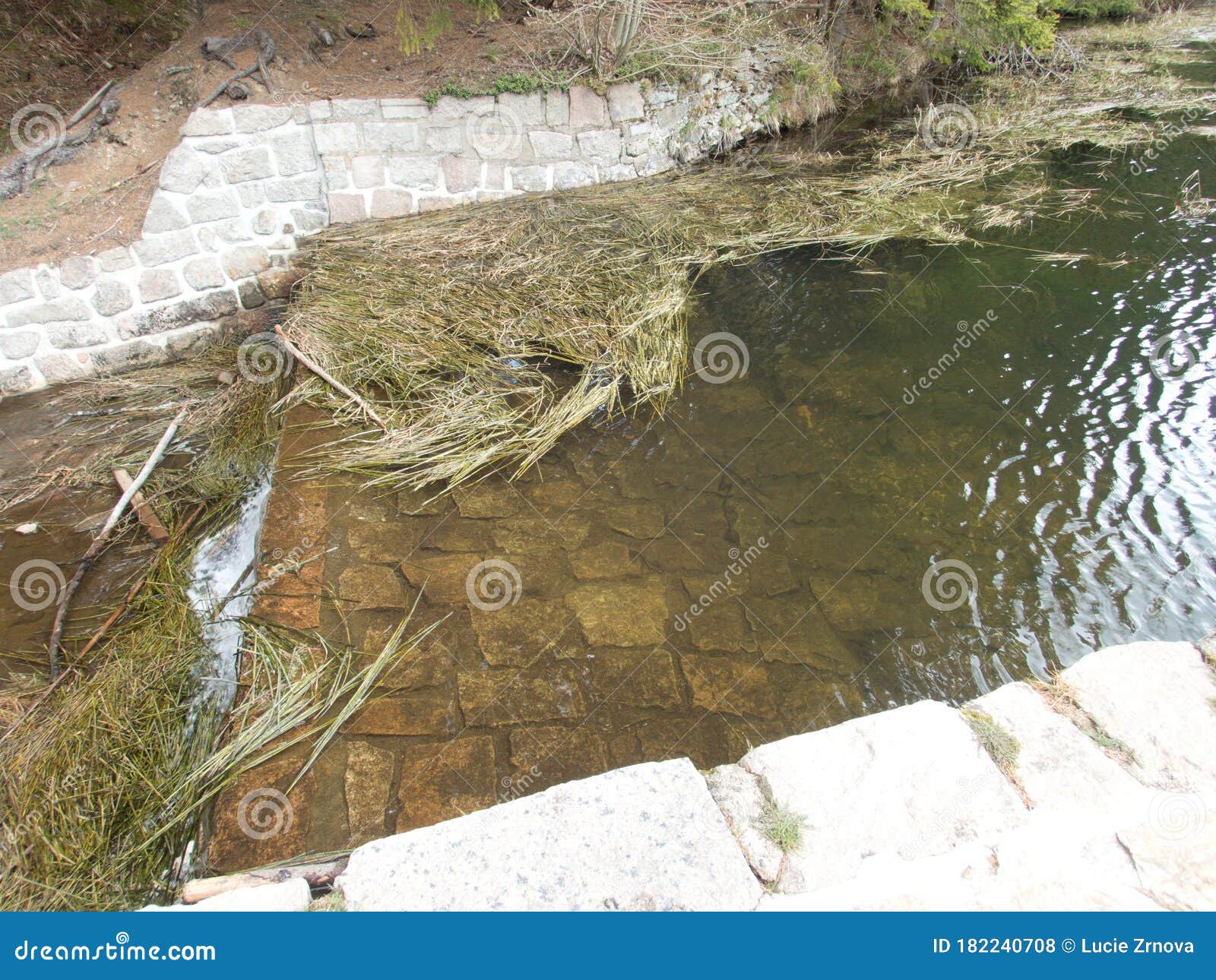 Pure Water Stream in the Forest Stock Photo - Image of nature, creek ...