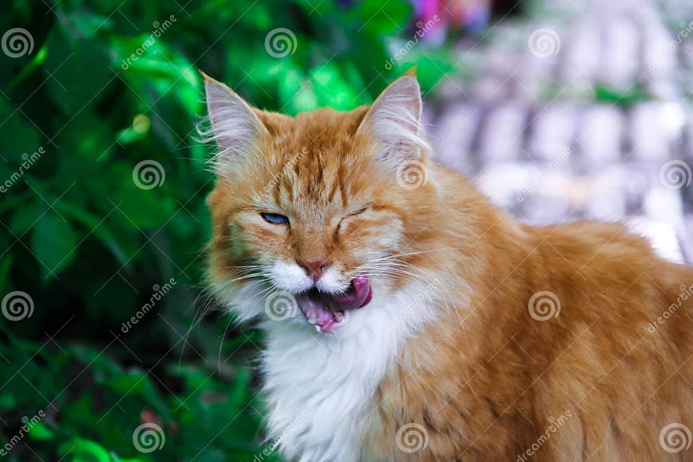 Cool red cat stock photo. Image of fluffy, breed, nature - 46520474