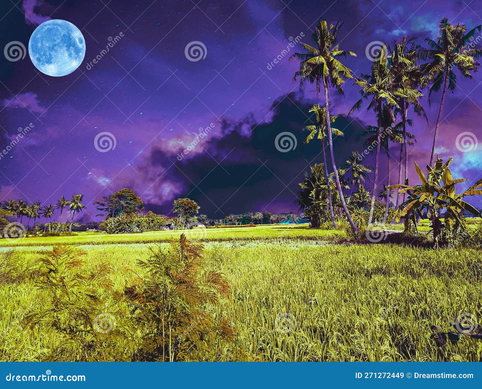 Cool Rice Field Views Stock Photos - Free & Royalty-Free Stock Photos ...