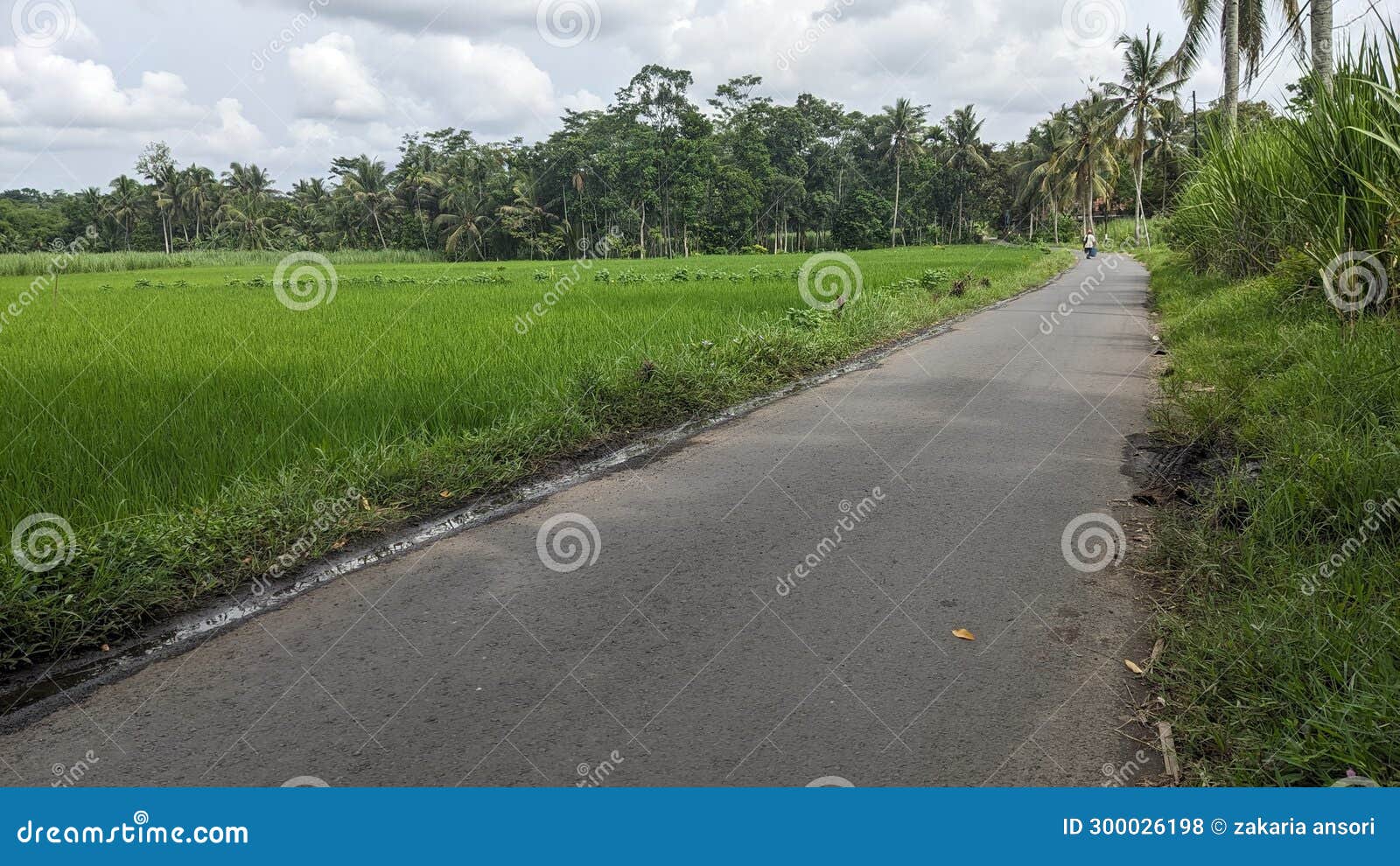 So Cool Rice Fields in the Countryside Stock Photo - Image of beautiful ...