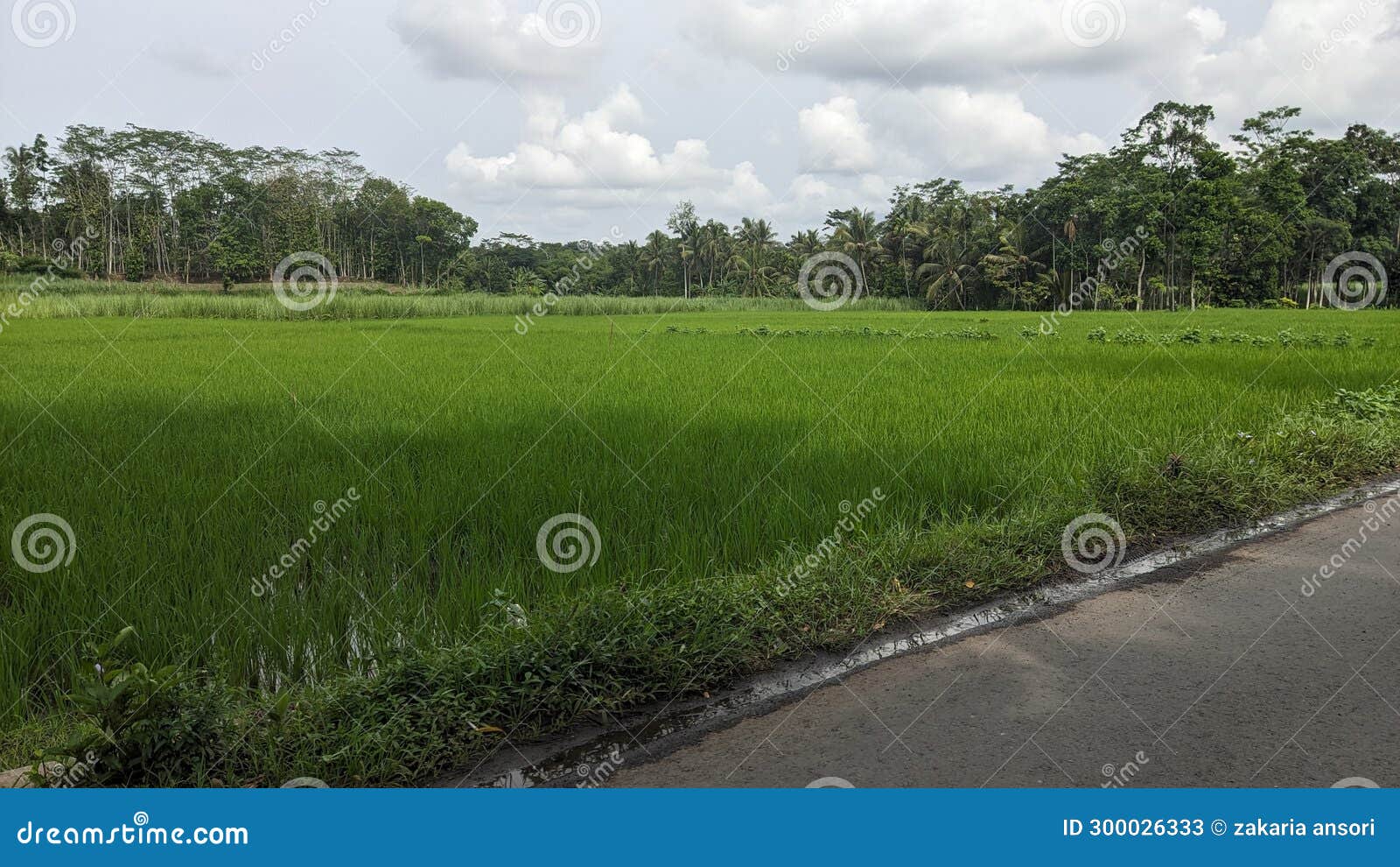 So Cool Rice Fields in the Countryside Stock Image - Image of rice ...
