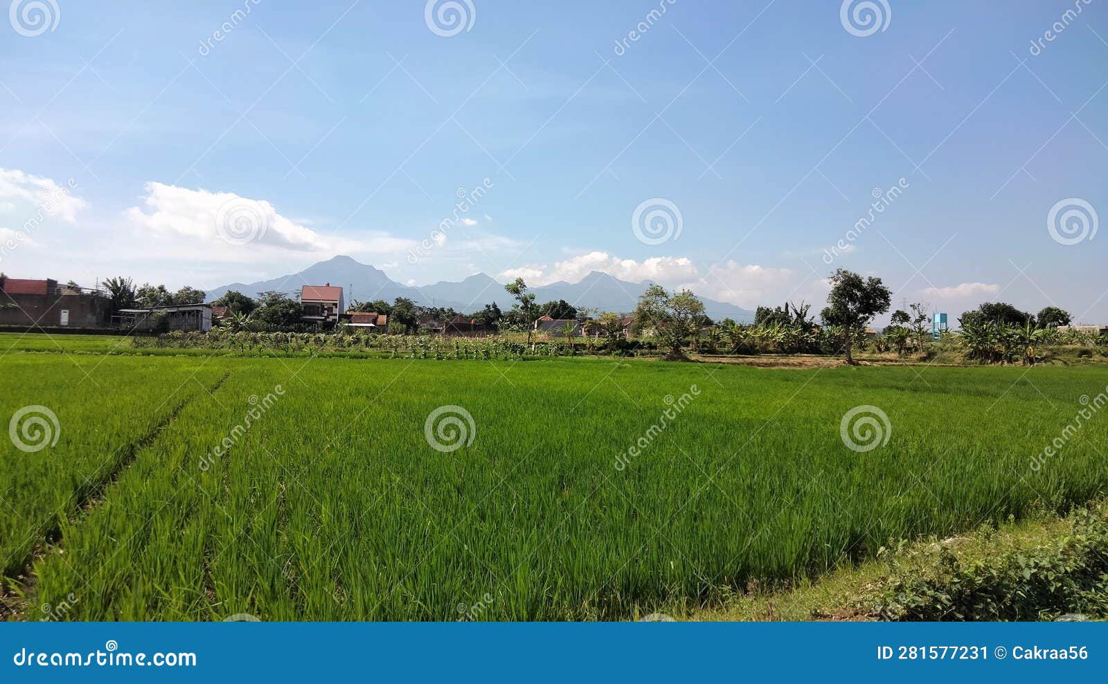 Cool Rice Fields Under the Foot of the Mountain Stock Image - Image of ...