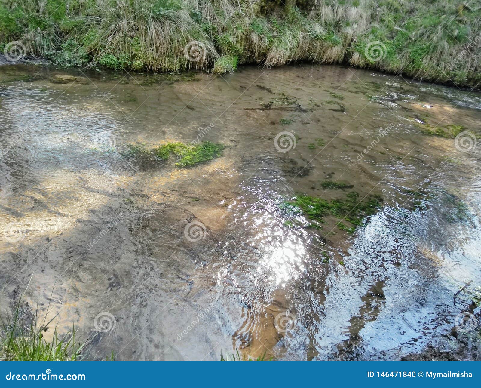 Cool river in the forest stock photo. Image of green - 146471840