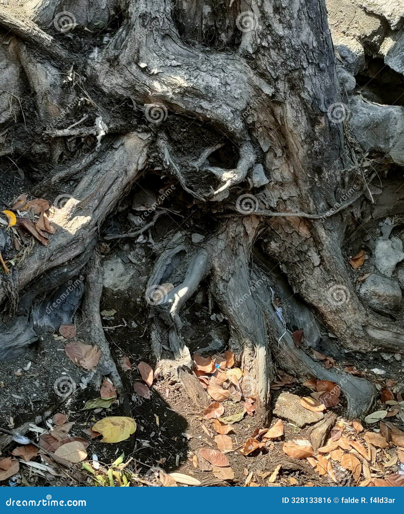 Cool Roots in a Sand To a City Houseing Stock Photo - Image of cool ...