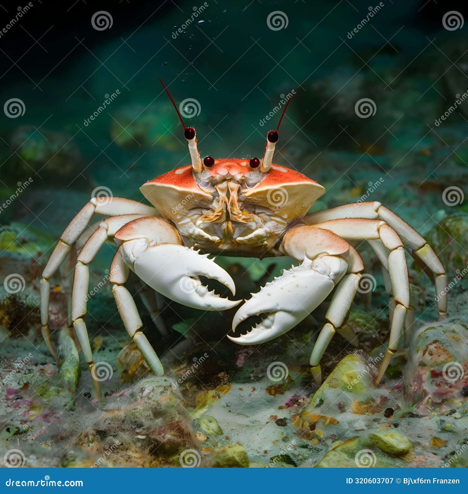 Underwater Spider Crab stock illustration. Illustration of inhabitant ...