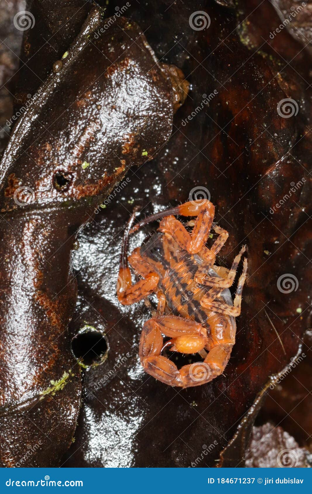 Cool Scorpion from the Jungle Stock Image - Image of dessert, seafood ...