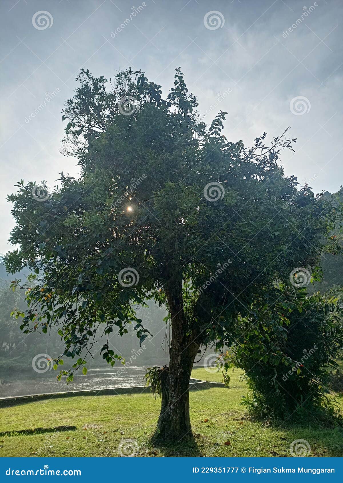 Cool shade tree stock image. Image of flower, deciduous - 229351777