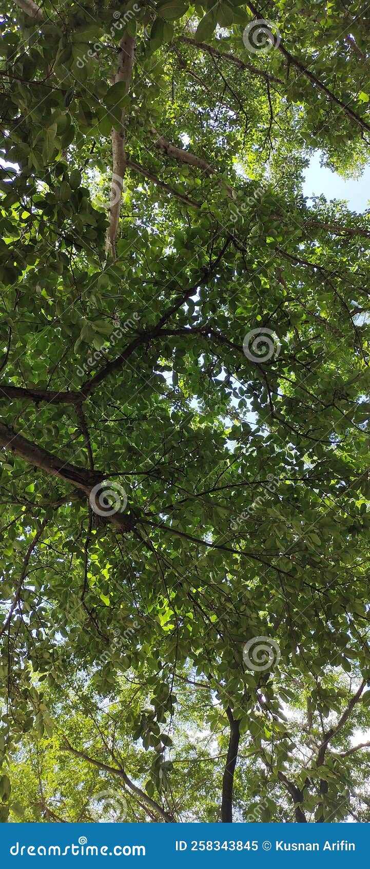 Cool shady leaves stock image. Image of shady, plant - 258343845