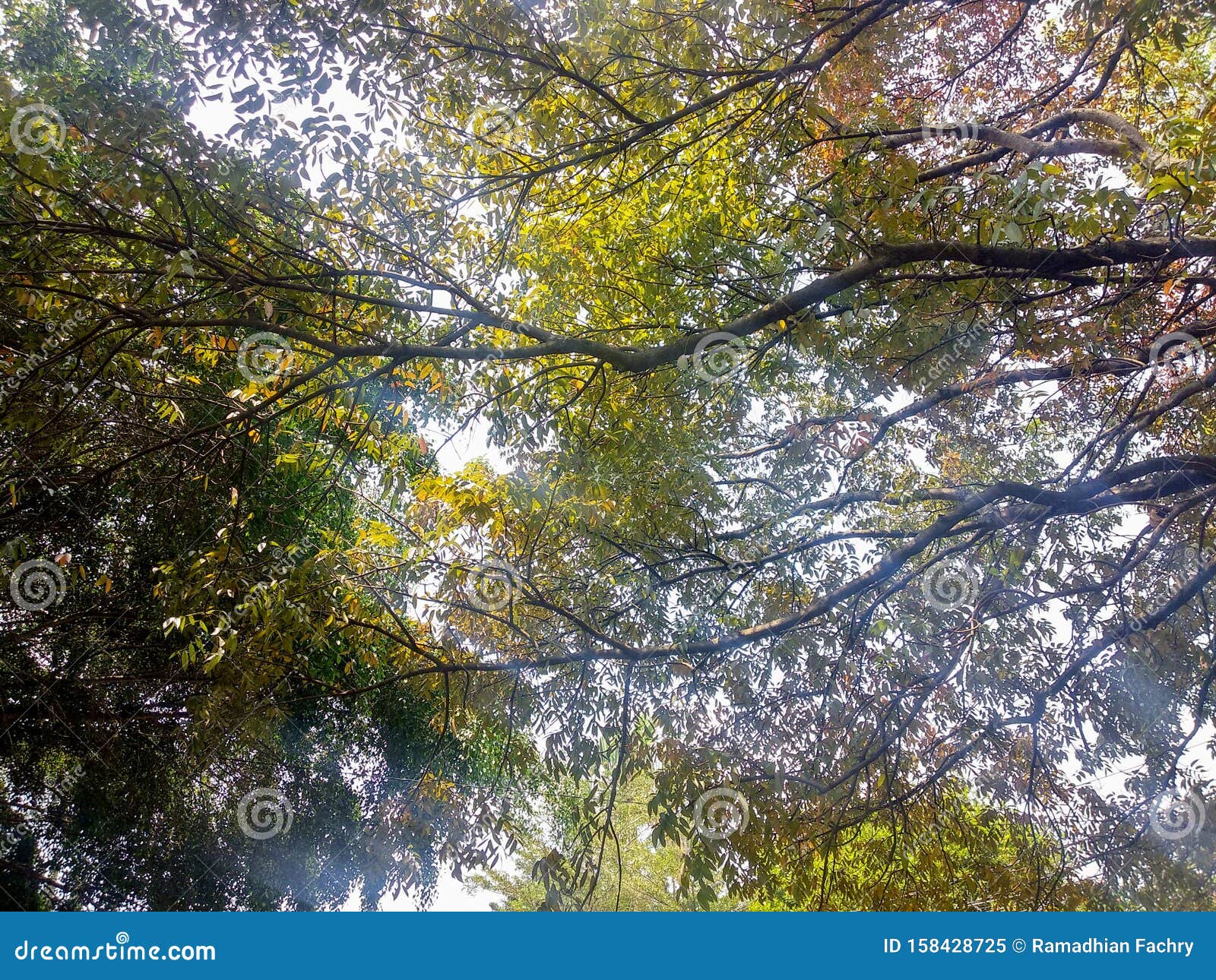 A Cool Shady Tree stock image. Image of green, tree - 158428725