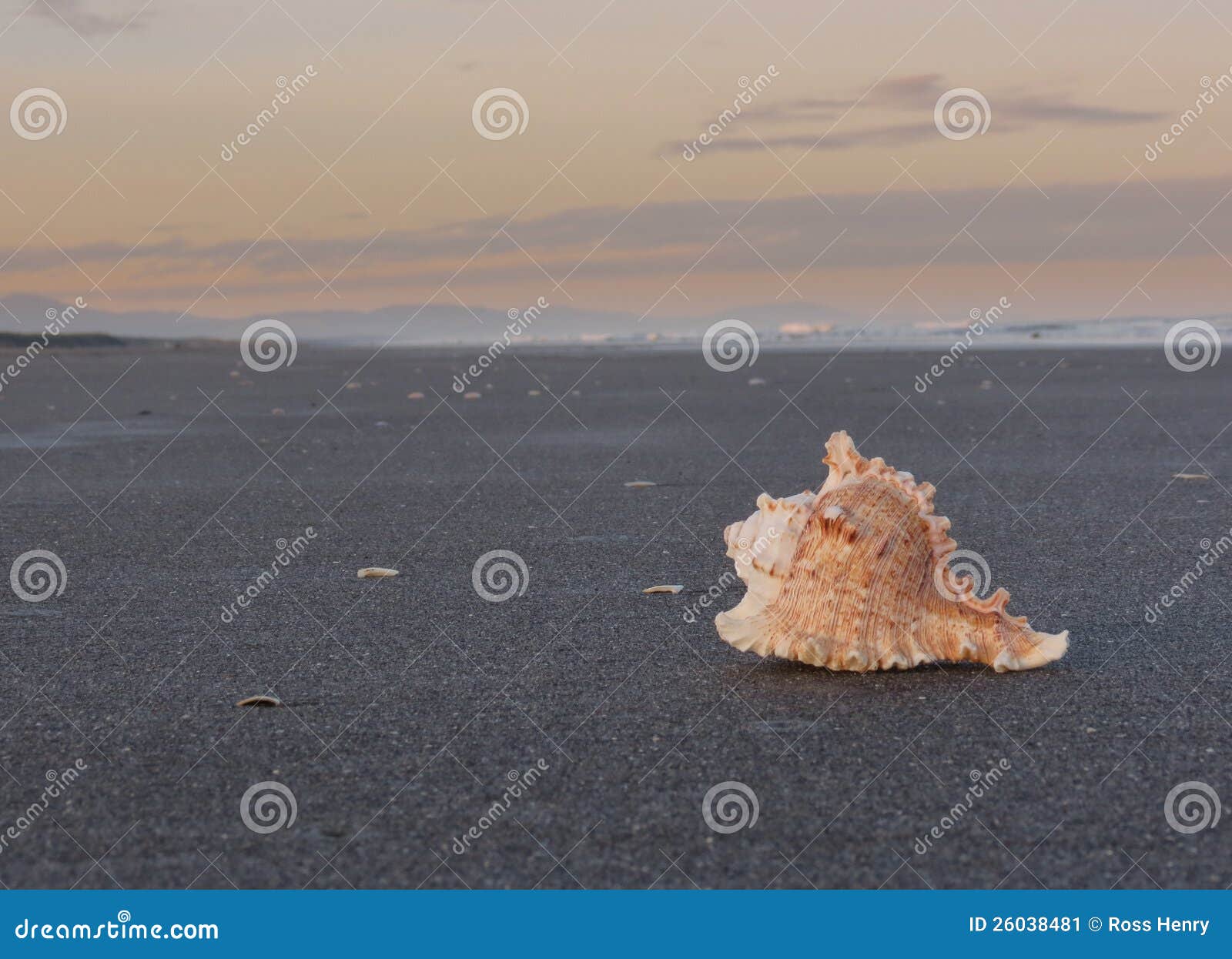 Cool Shell on Beach stock image. Image of home, nature - 26038481