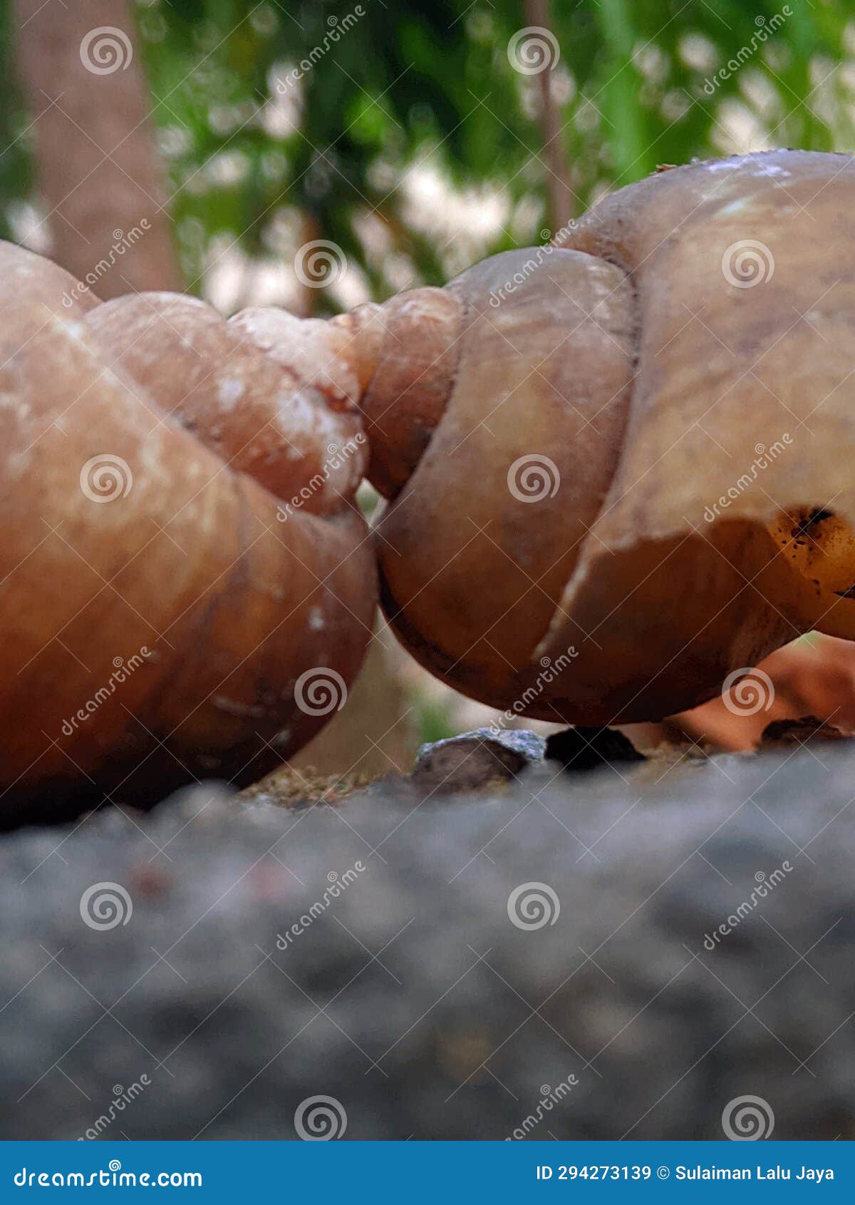 Cool snail shell stock image. Image of carving, plant - 294273139
