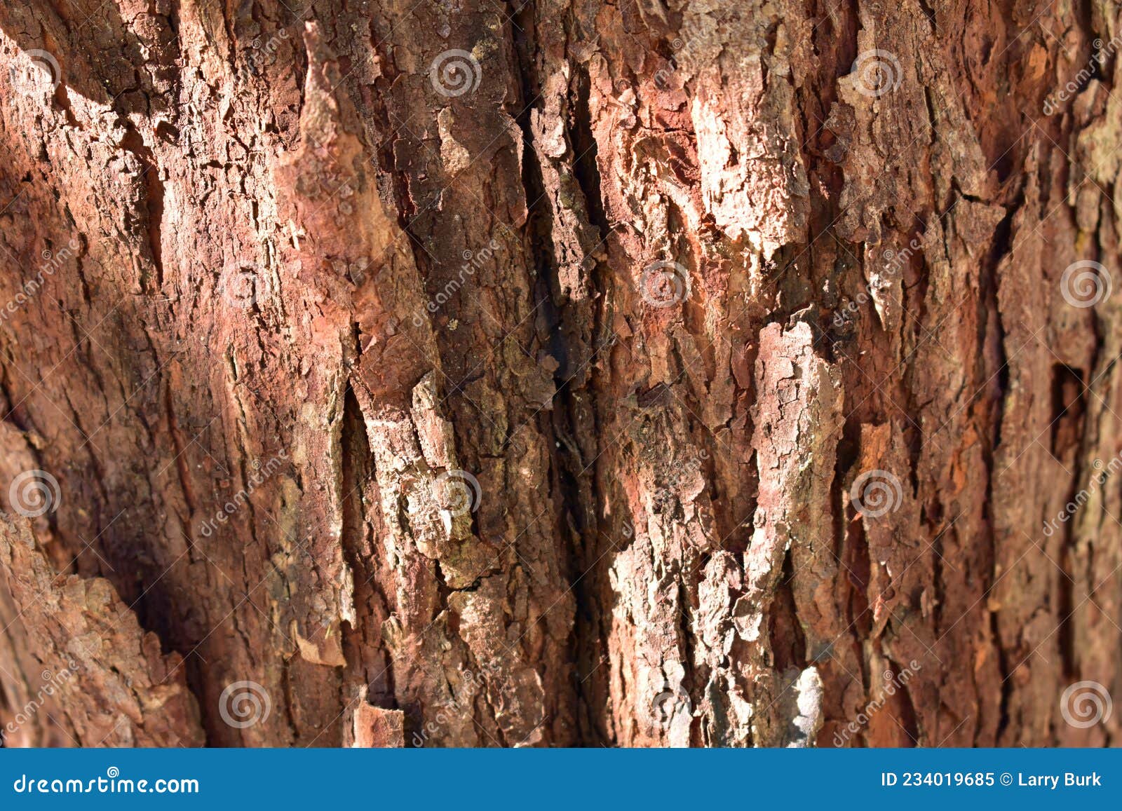 Eastern Redbud Tree Bark