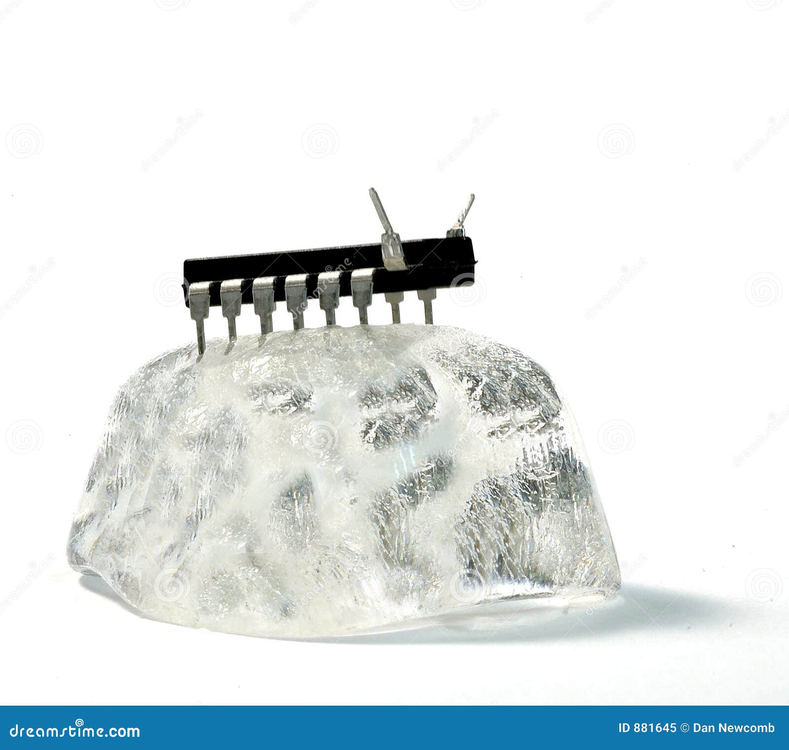 Chip Bug Chilling Stock Photos - Free & Royalty-Free Stock Photos from ...