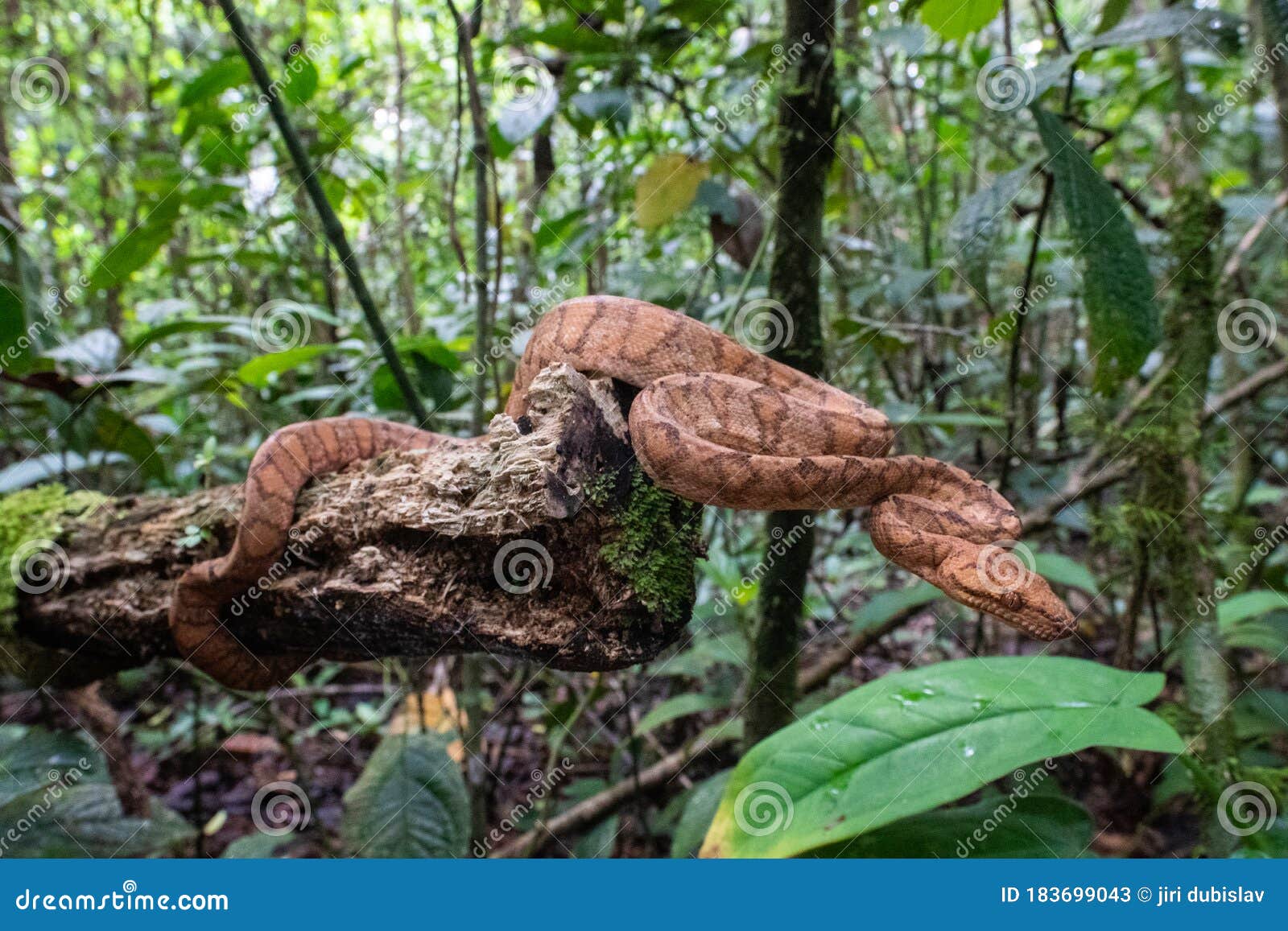 Cool Tree Boa Chilling on the Jungle Floor Stock Image - Image of ...