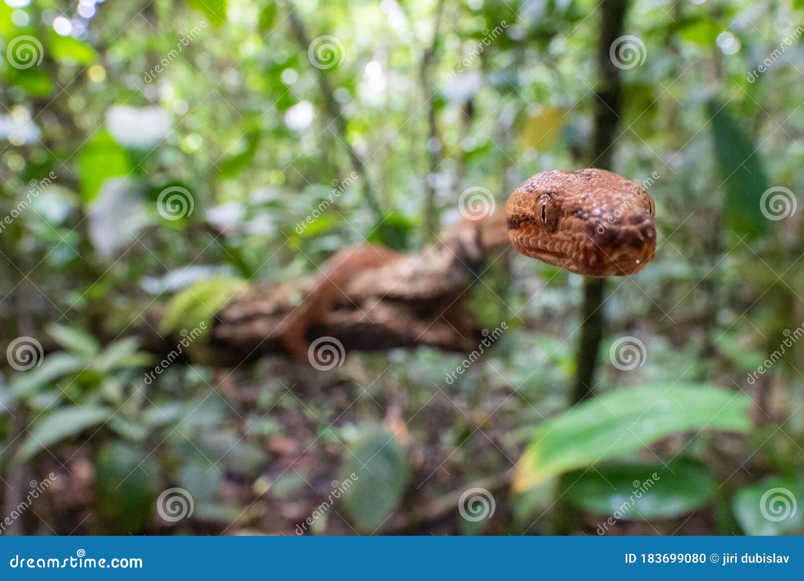 Cool Tree Boa from the Jungle Stock Photo - Image of fungus, wildlife ...
