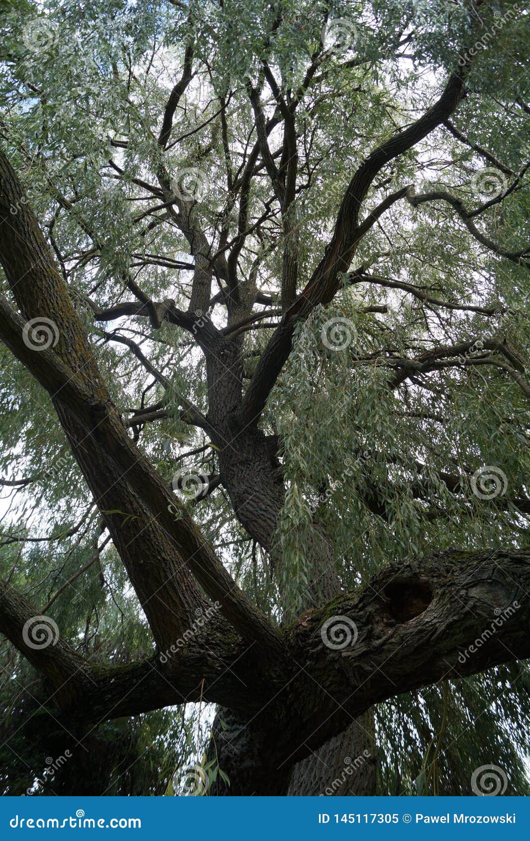 Cool tree stock image. Image of cool, tree, branches - 145117305