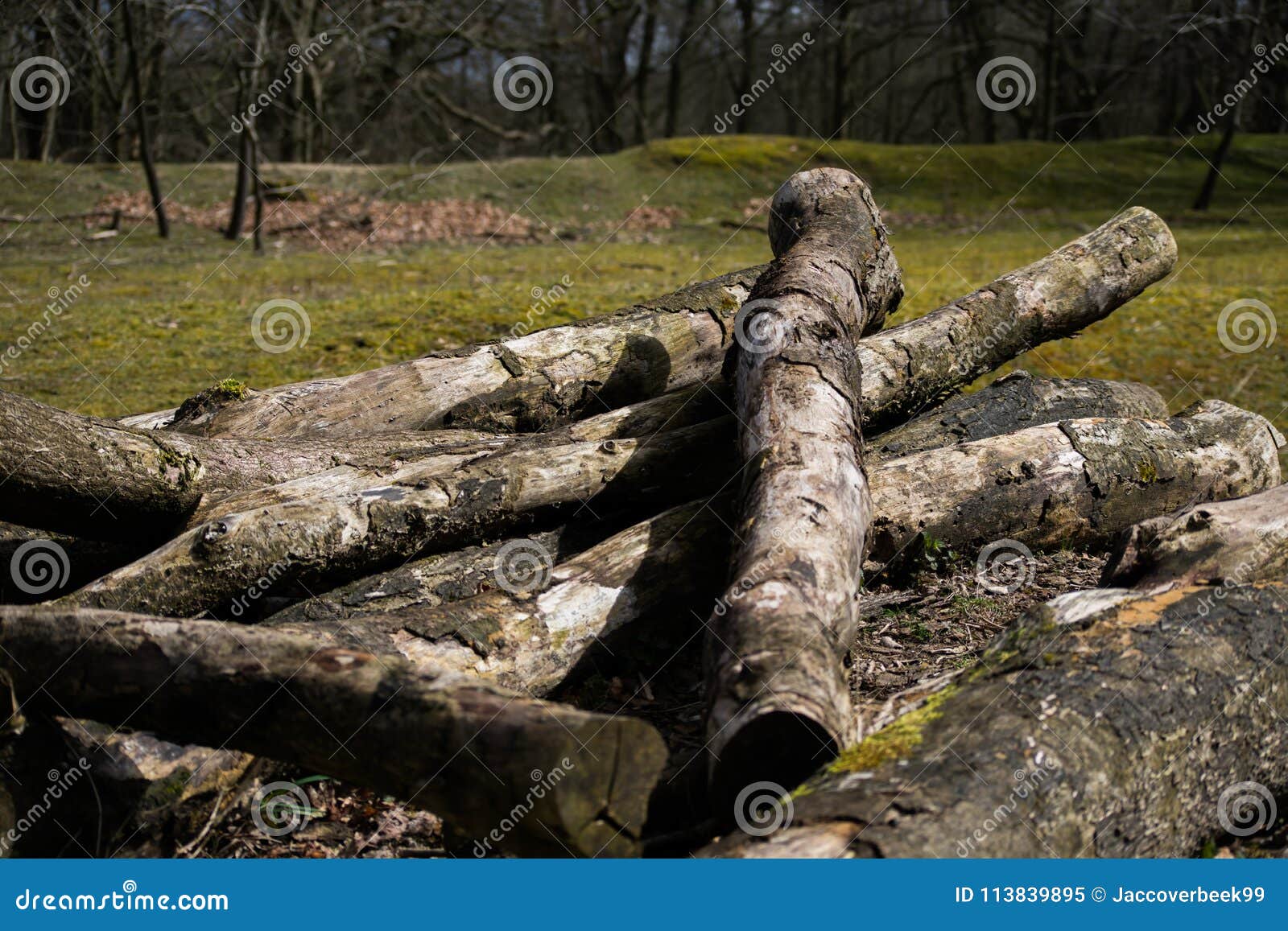Fallen Tree Log