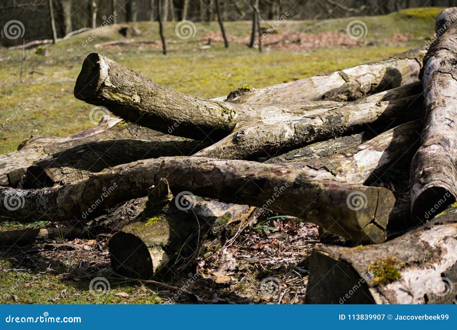 Fallen Tree Log