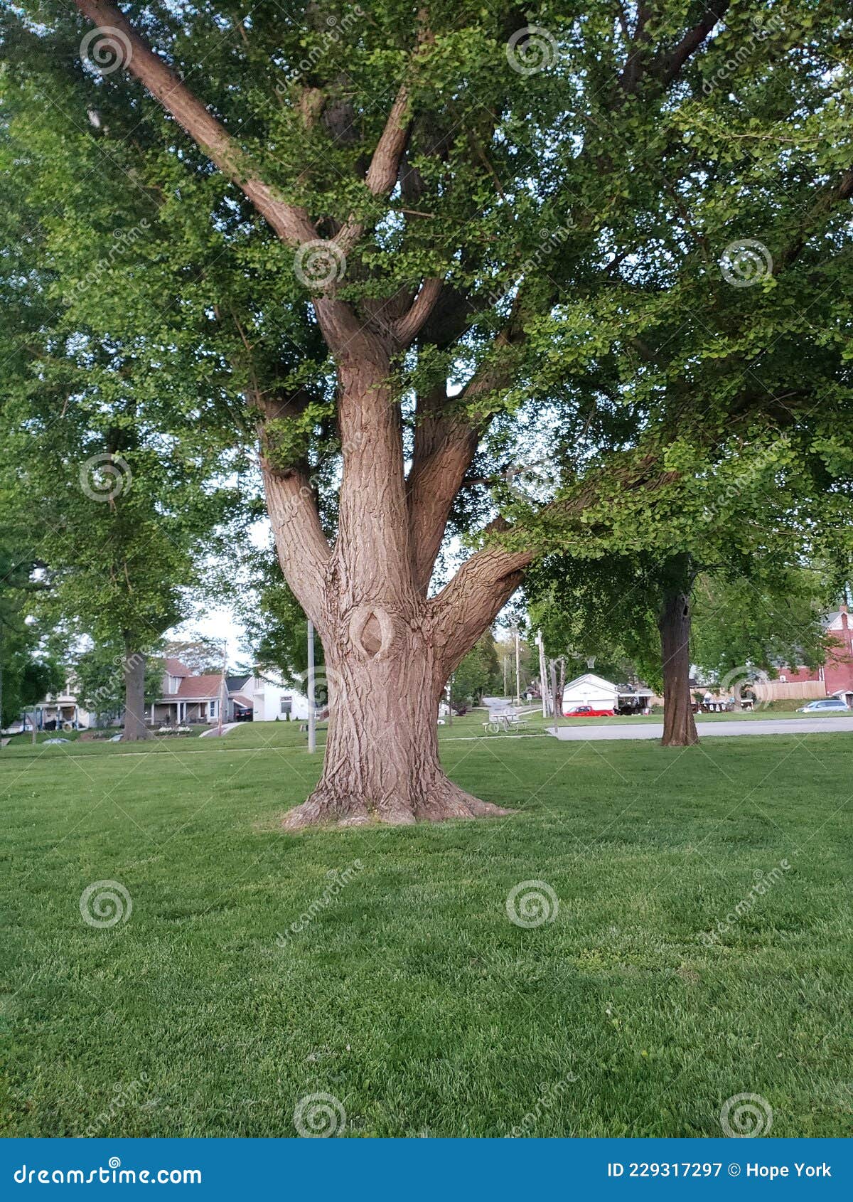 Cool Tree with Many Forked Branches in Park Stock Image - Image of ...