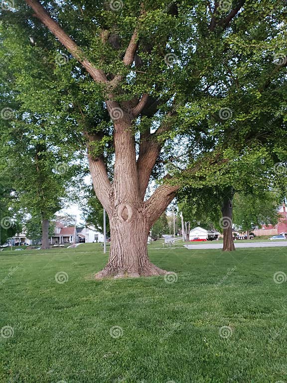 Cool Tree with Many Forked Branches in Park Stock Image - Image of ...