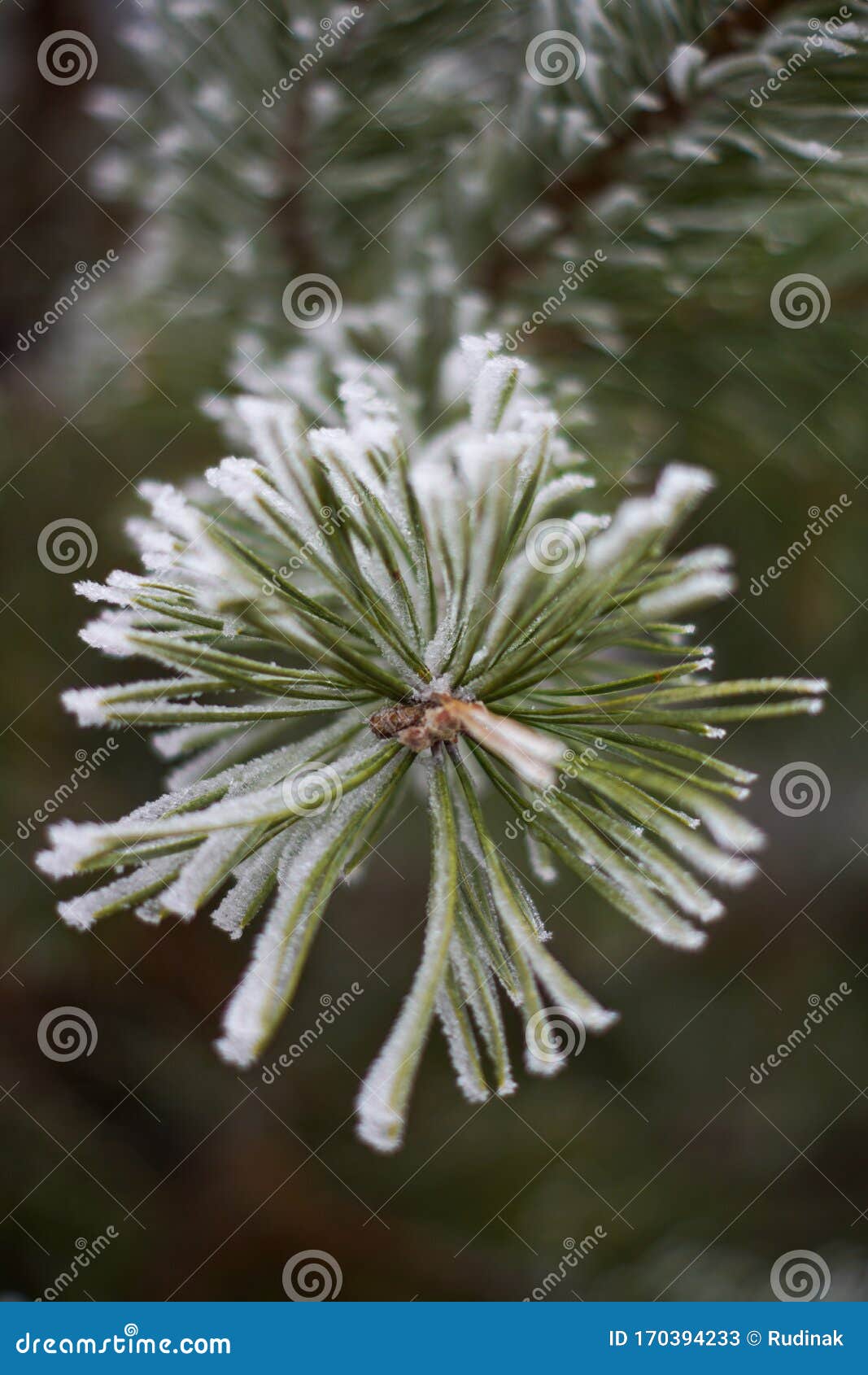 Cool Tree in snow stock image. Image of small, green - 170394233