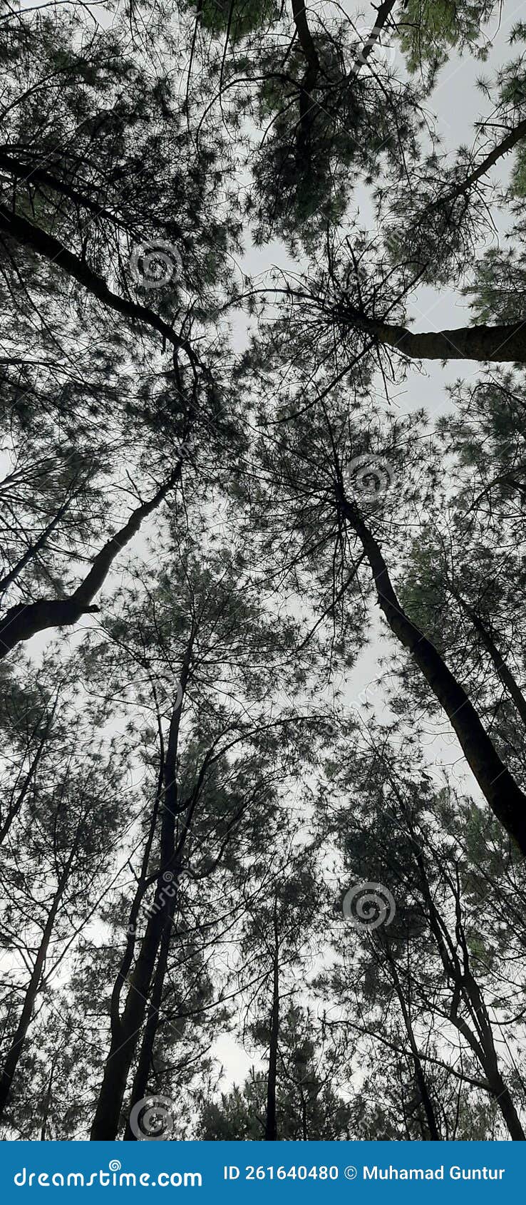 Cool Tree with a View from Below Stock Photo - Image of black, view ...