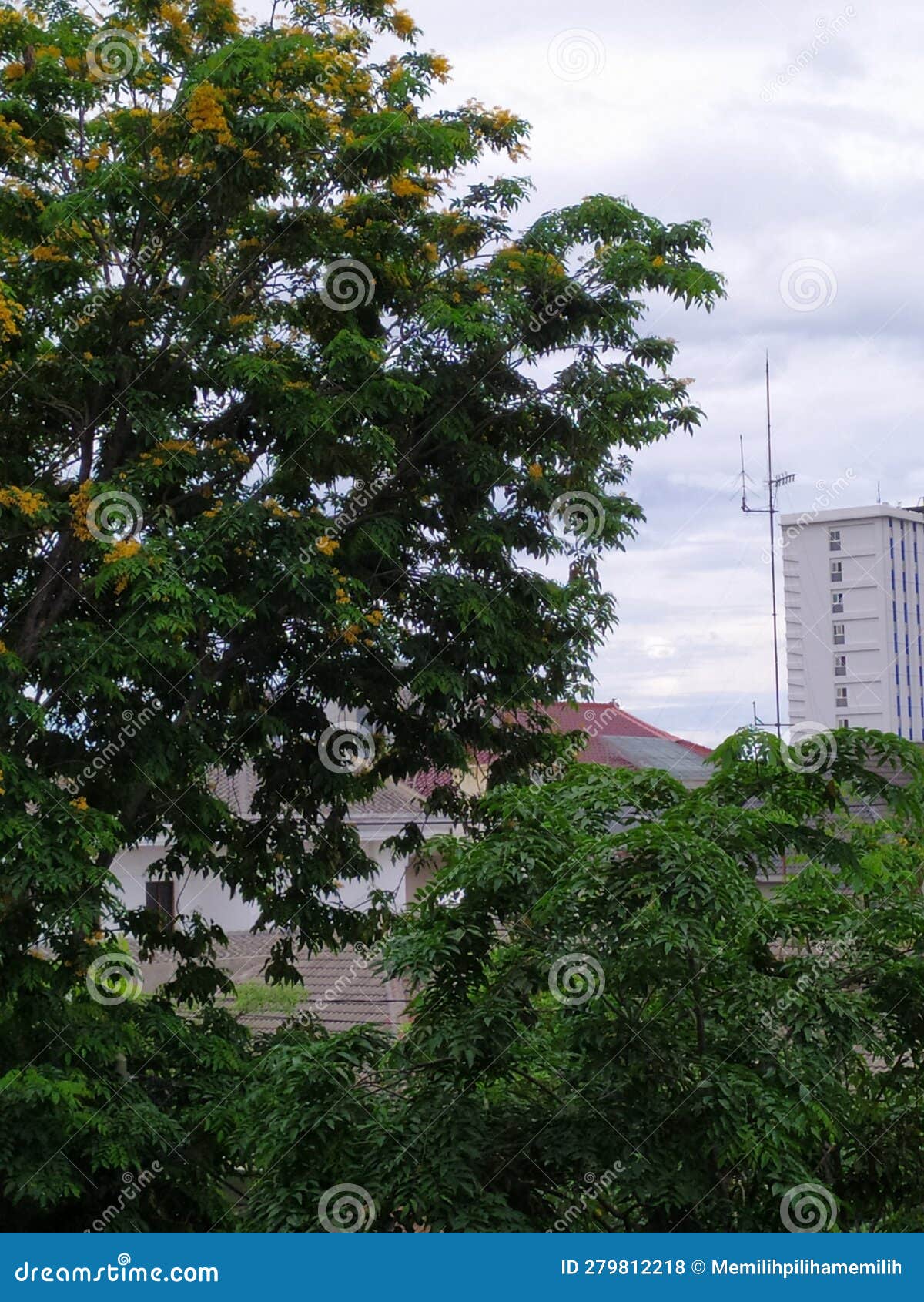 Cool Trees in the Morning, Tall Trees, Flowers, Fruitful Trees Stock ...