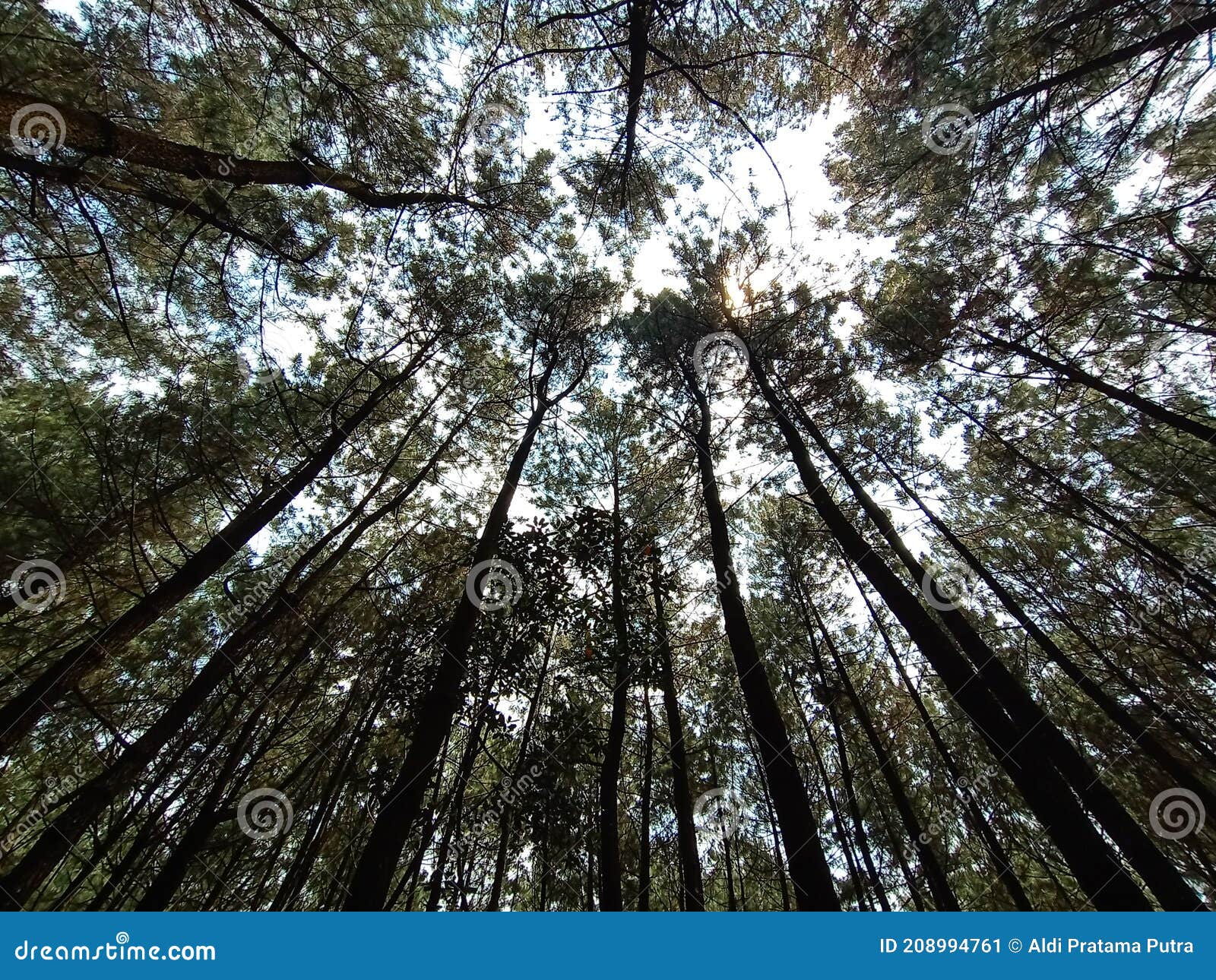 Cool tropical pine forest stock image. Image of sunlight - 208994761