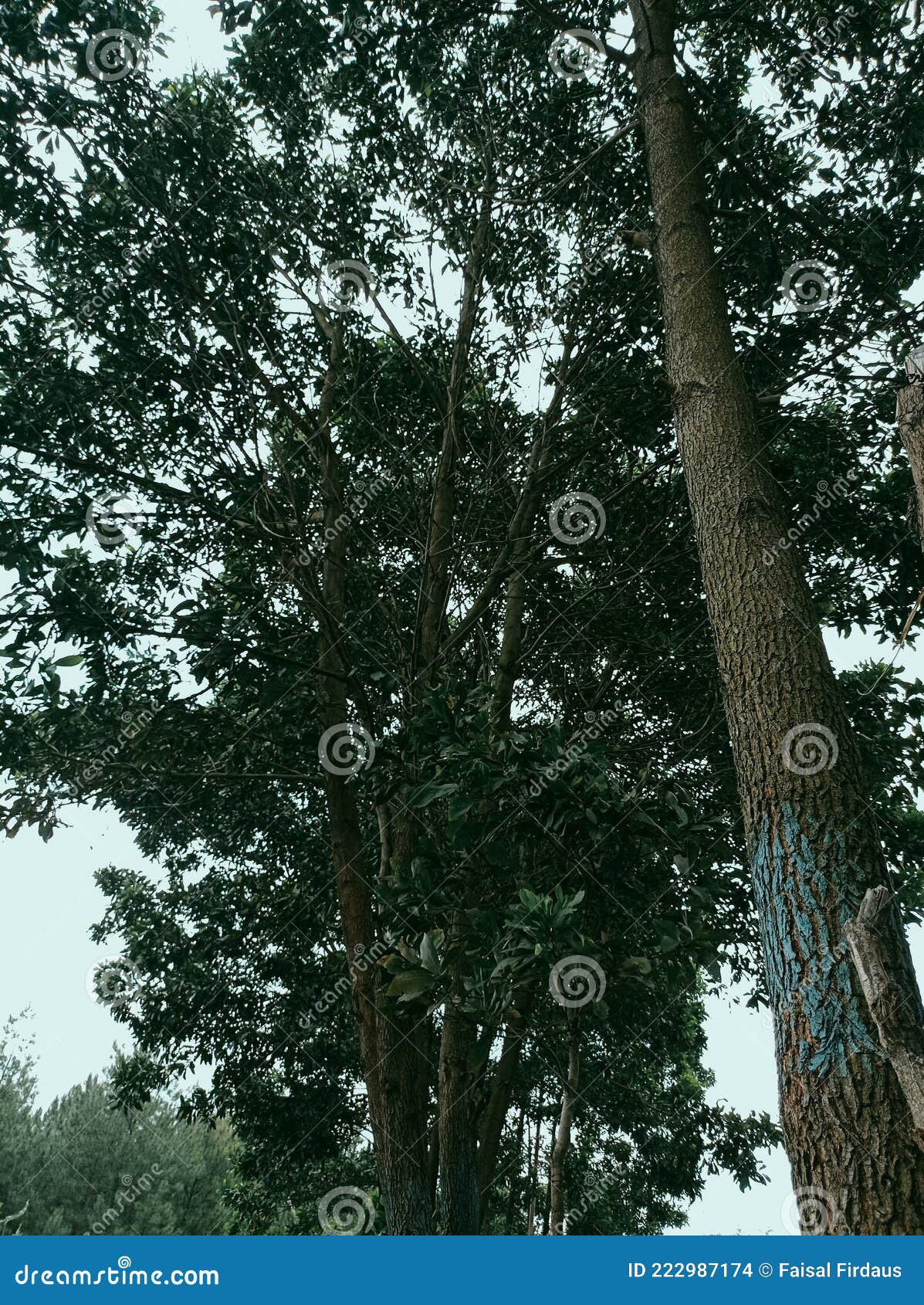 Cool under a shady tree stock photo. Image of cool, forestcool - 222987174