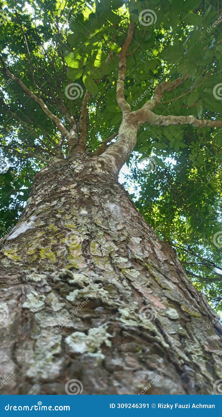 Cool under the shady trees stock image. Image of heart - 309246391