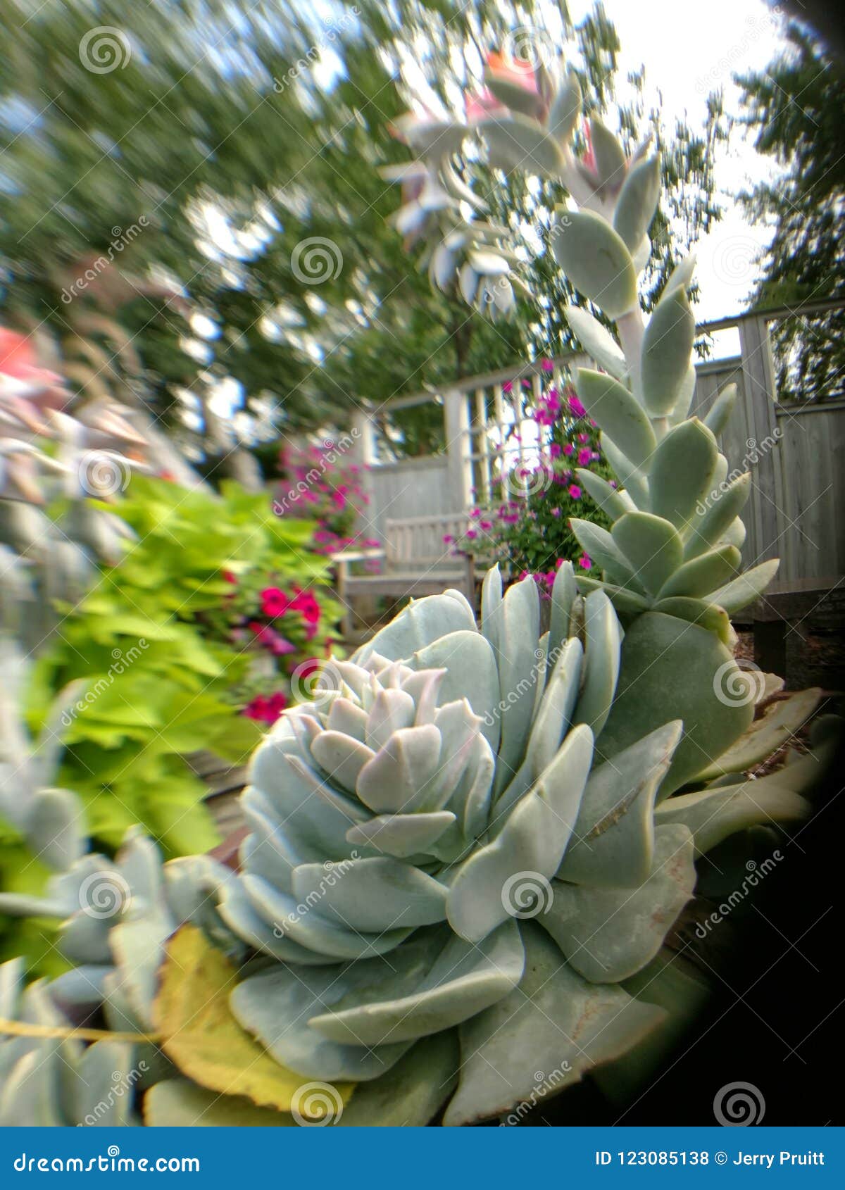 Soft yet firm stock photo. Image of plants, soft, view - 123085138