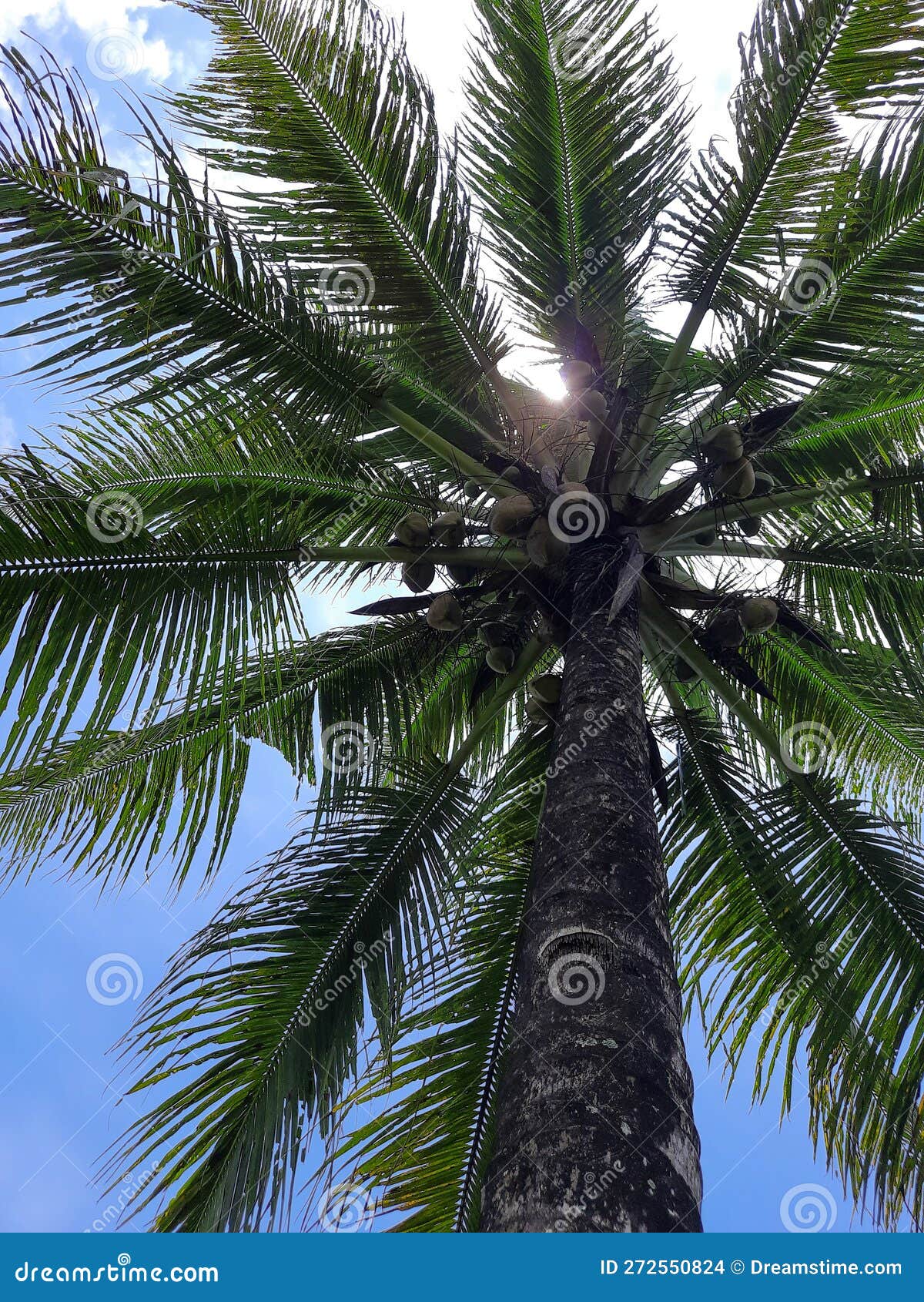 Cool View from Under a Coconut Tree on a Sunny Day Stock Photo - Image ...