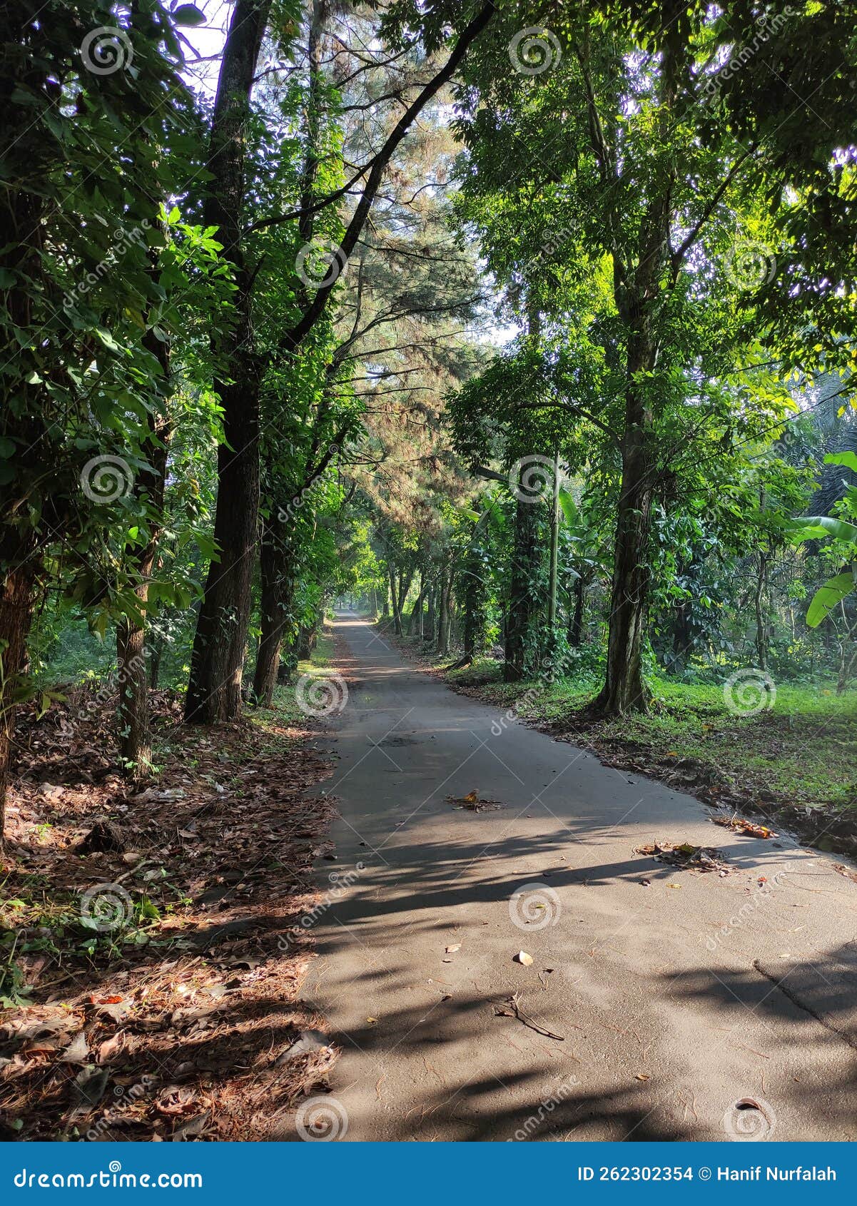 A cool view in university stock photo. Image of forest - 262302354