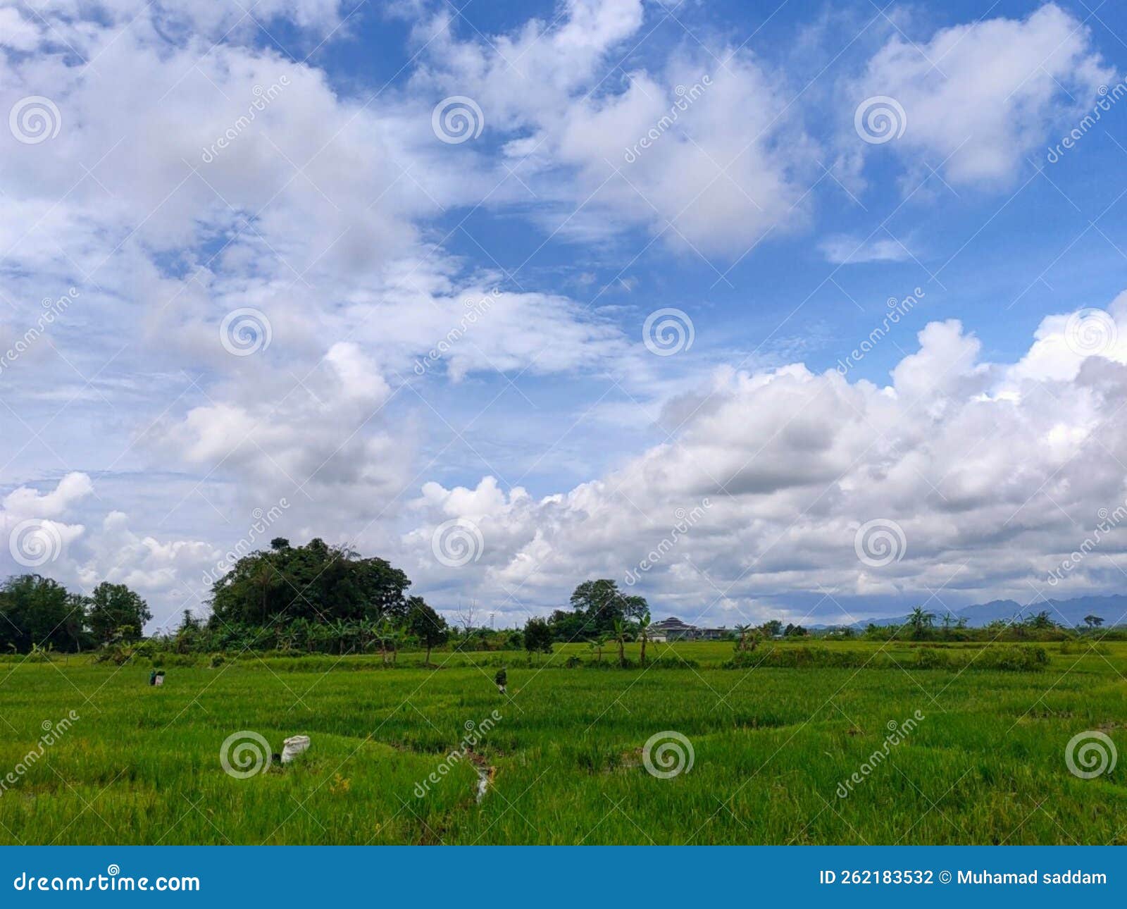 Cool Views of the Rice Fields Stock Photo - Image of agriculture, plain ...