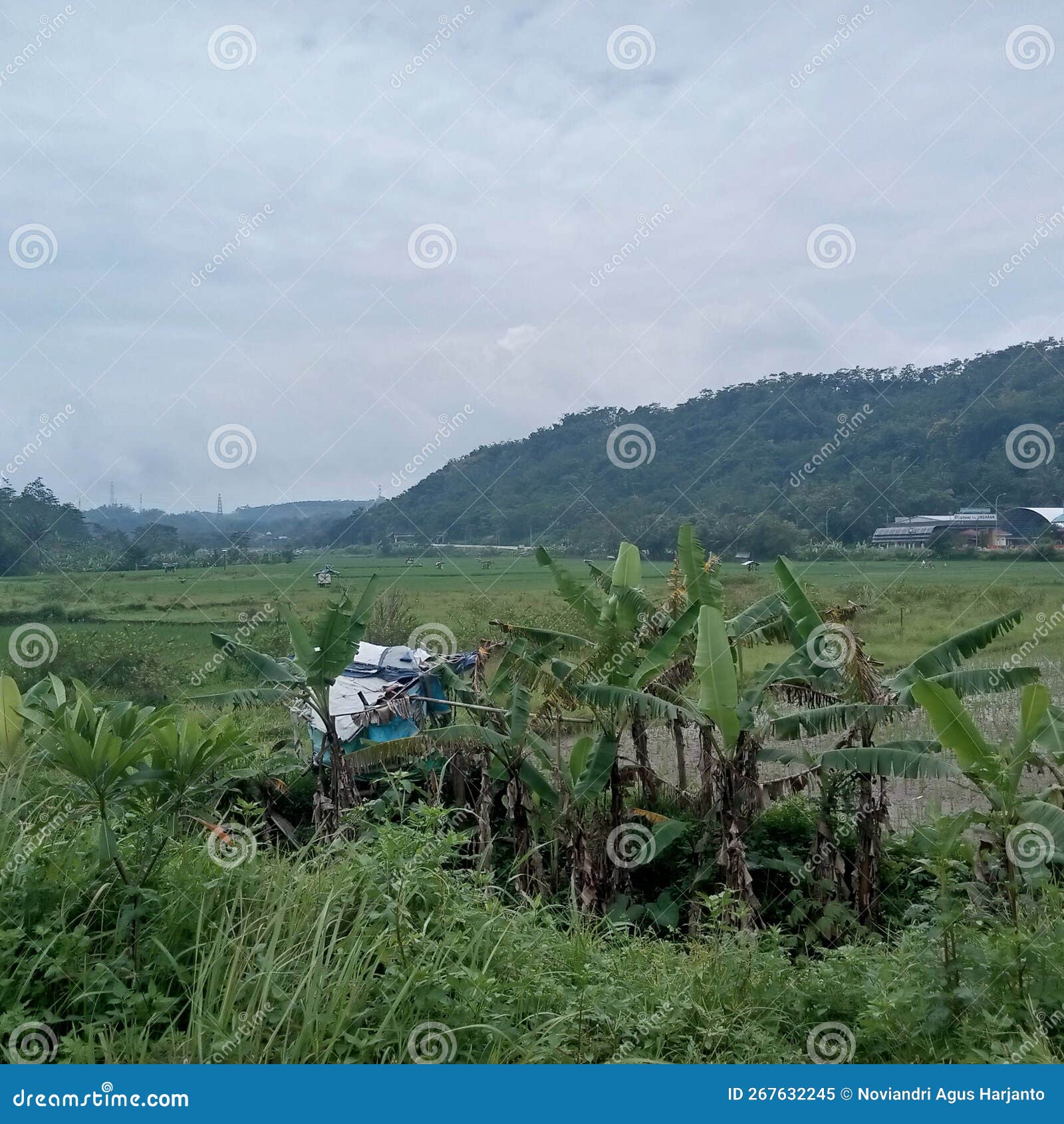 Cool Views of Rice Fields and Hills Stock Image - Image of hills ...