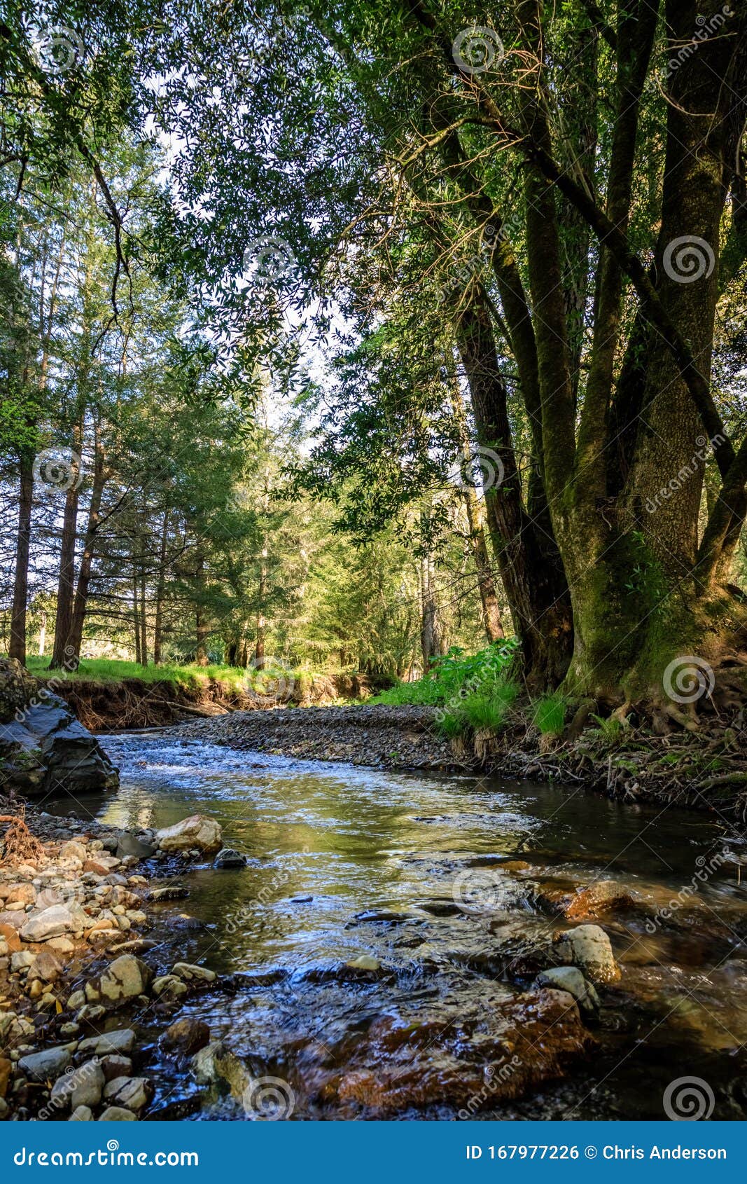 Cool Bumpy Water Bubbles Over Rocks and Around a Large Tree Shading ...