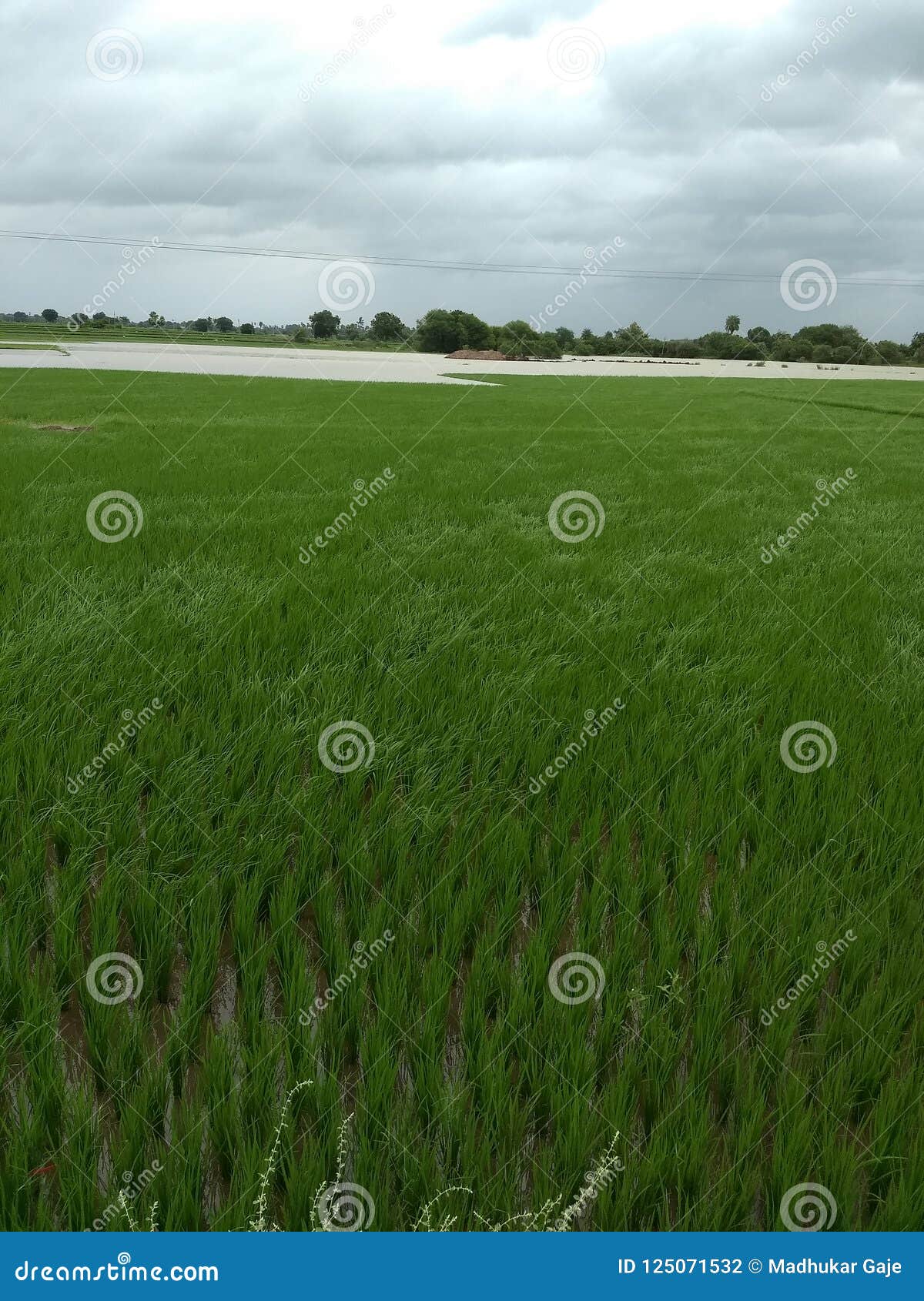 Cool weather stock photo. Image of land, agriculture - 125071532