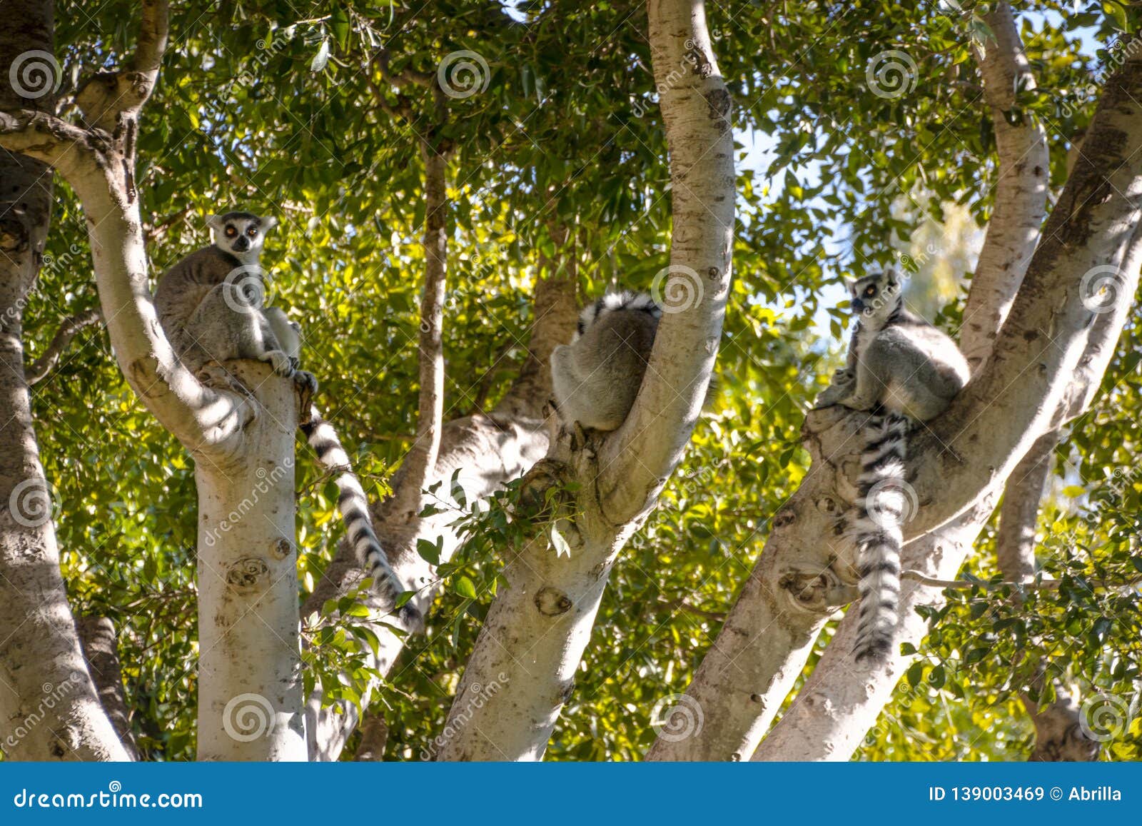 Cool Young Cat Lemur, Madagascar Lemur Catta Stock Image - Image of ...