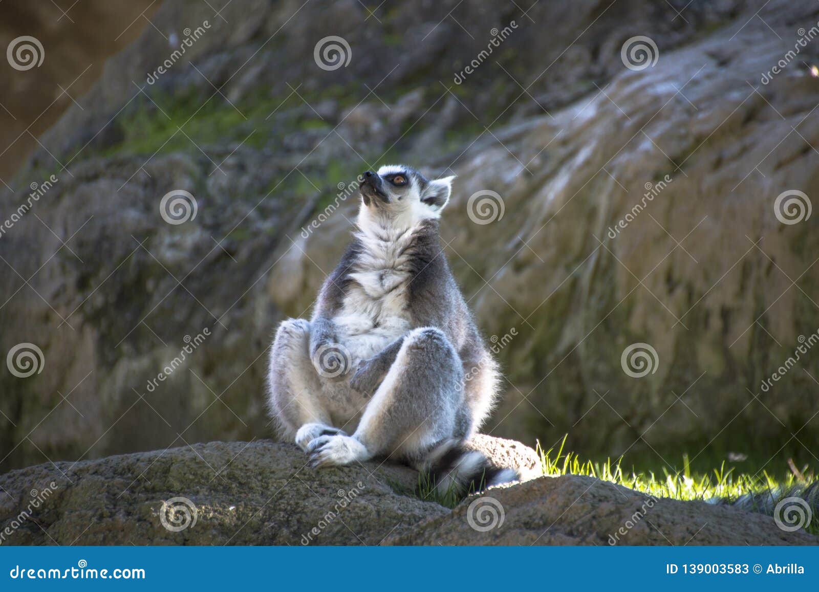 Cool Young Cat Lemur, Madagascar Lemur Catta Stock Image - Image of ...