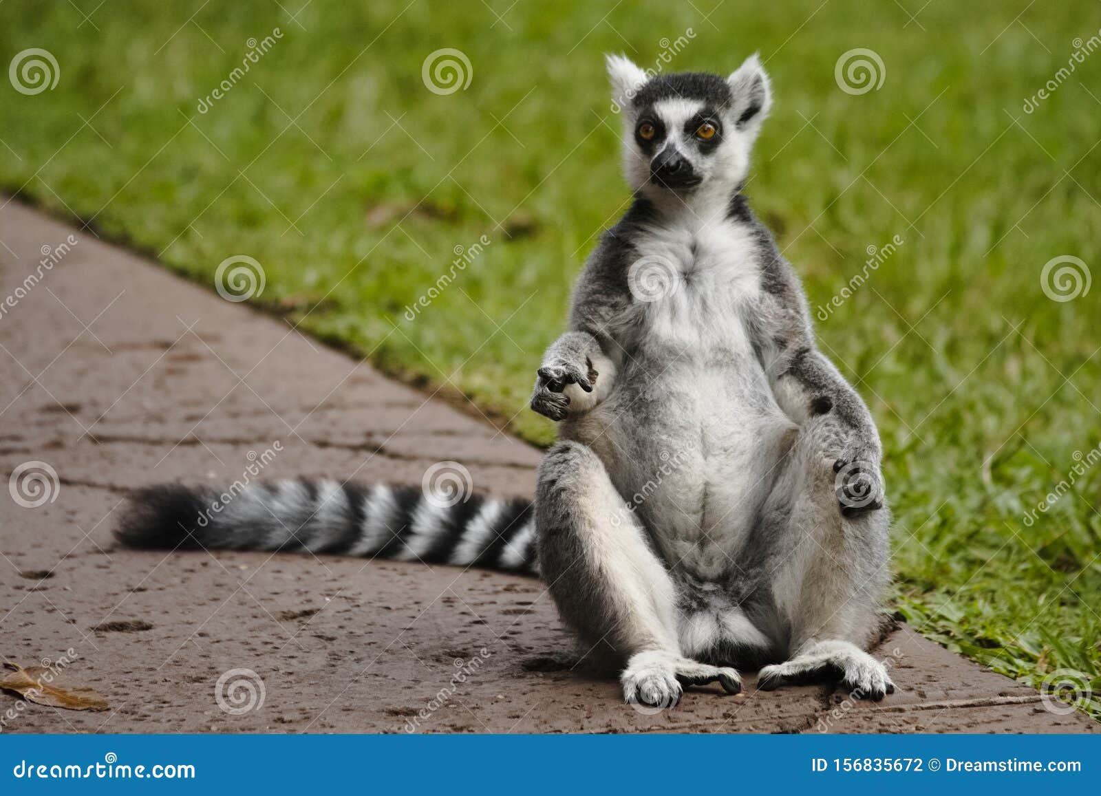 Cool Young Lemur Sitting on a Pathway Stock Photo - Image of color ...