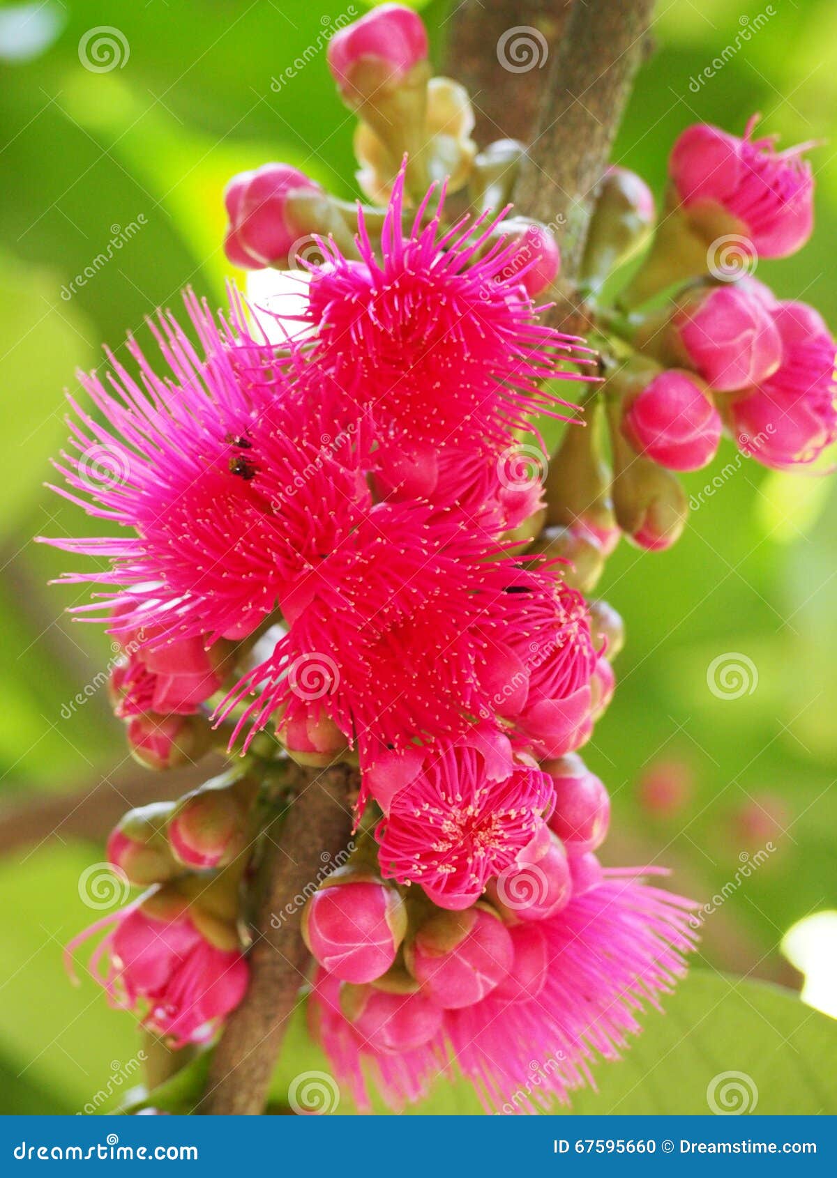 Coolamon tree stock photo. Image of australia, beautiful - 67595660