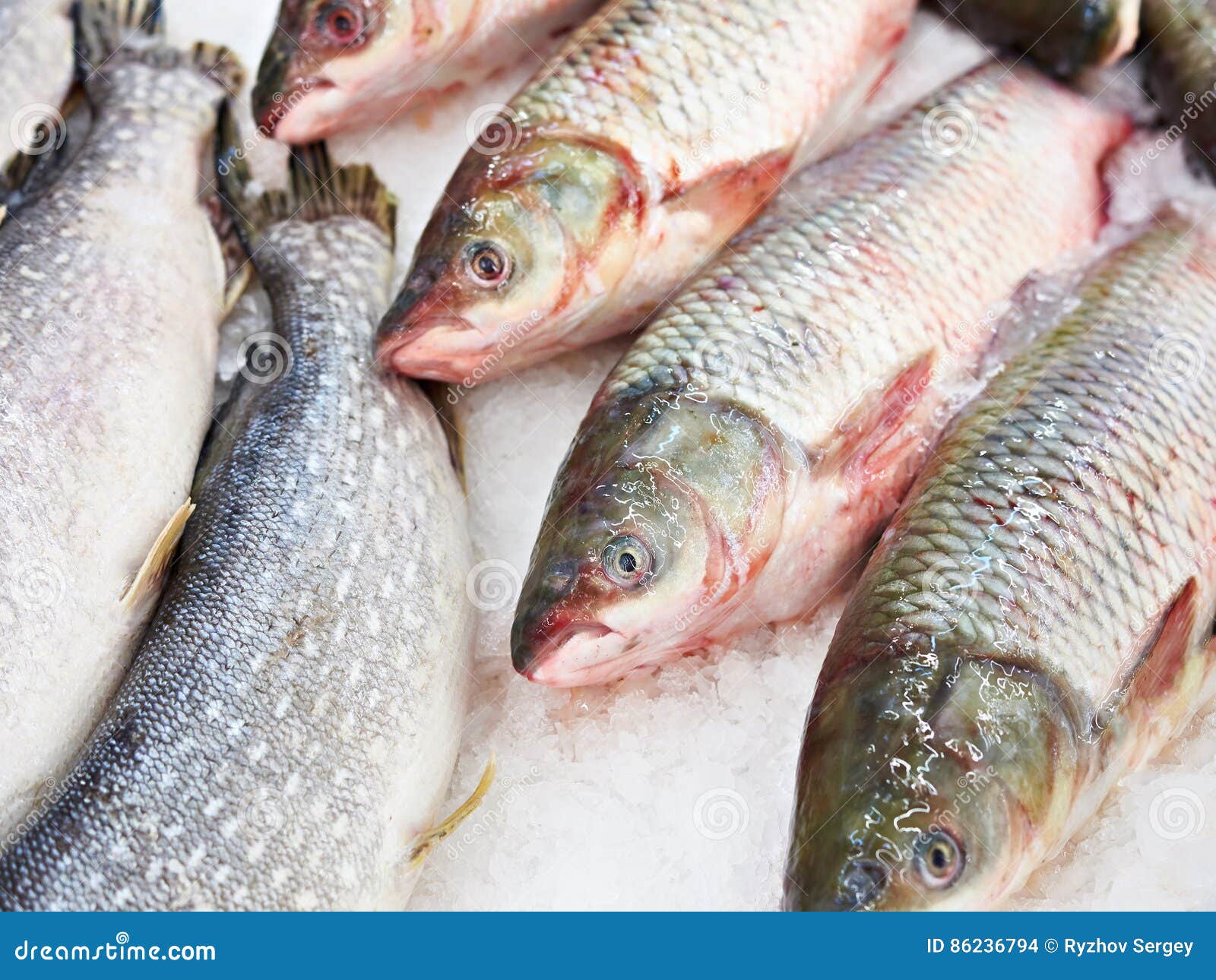 Fish On Grass Stock Photo | CartoonDealer.com #75056058