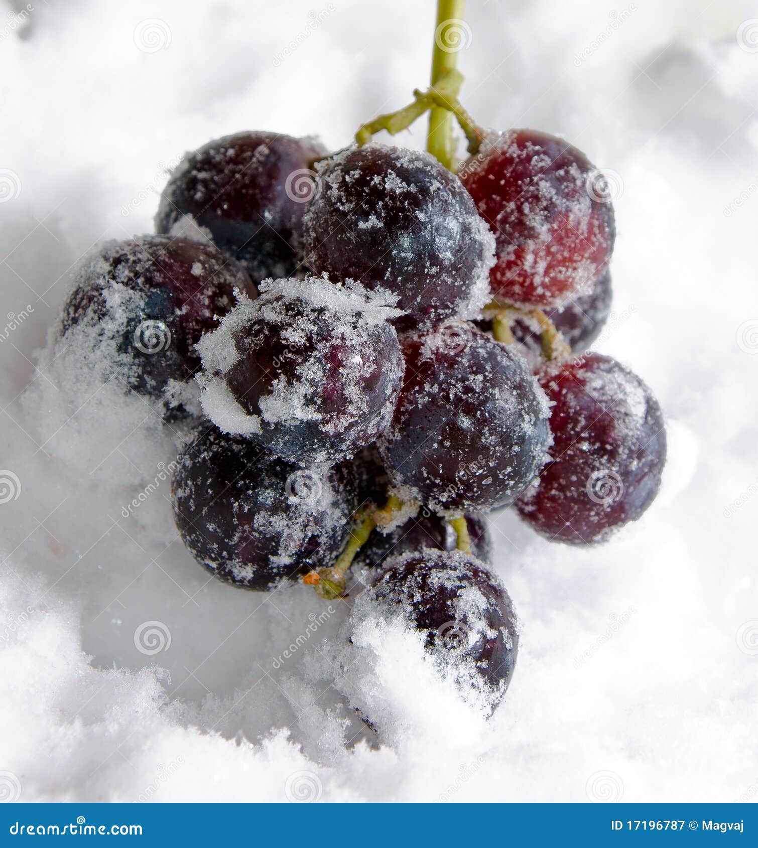 Cooled grapes stock image. Image of grape, vine, delicious - 17196787