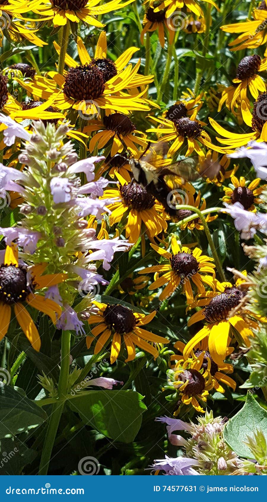 Funky Little Bee Stock Photos - Free & Royalty-Free Stock Photos from ...